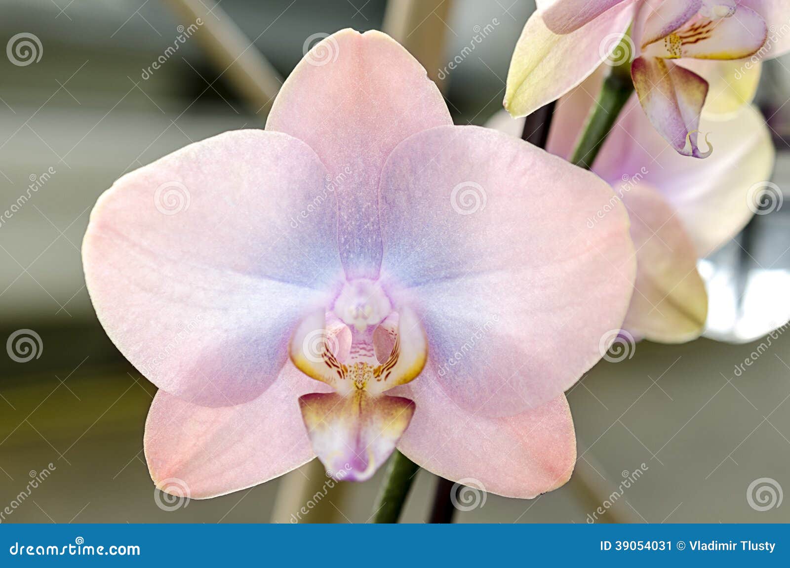 Dettaglio dell'orchidea immagine stock. Immagine di particolare - 39054031
