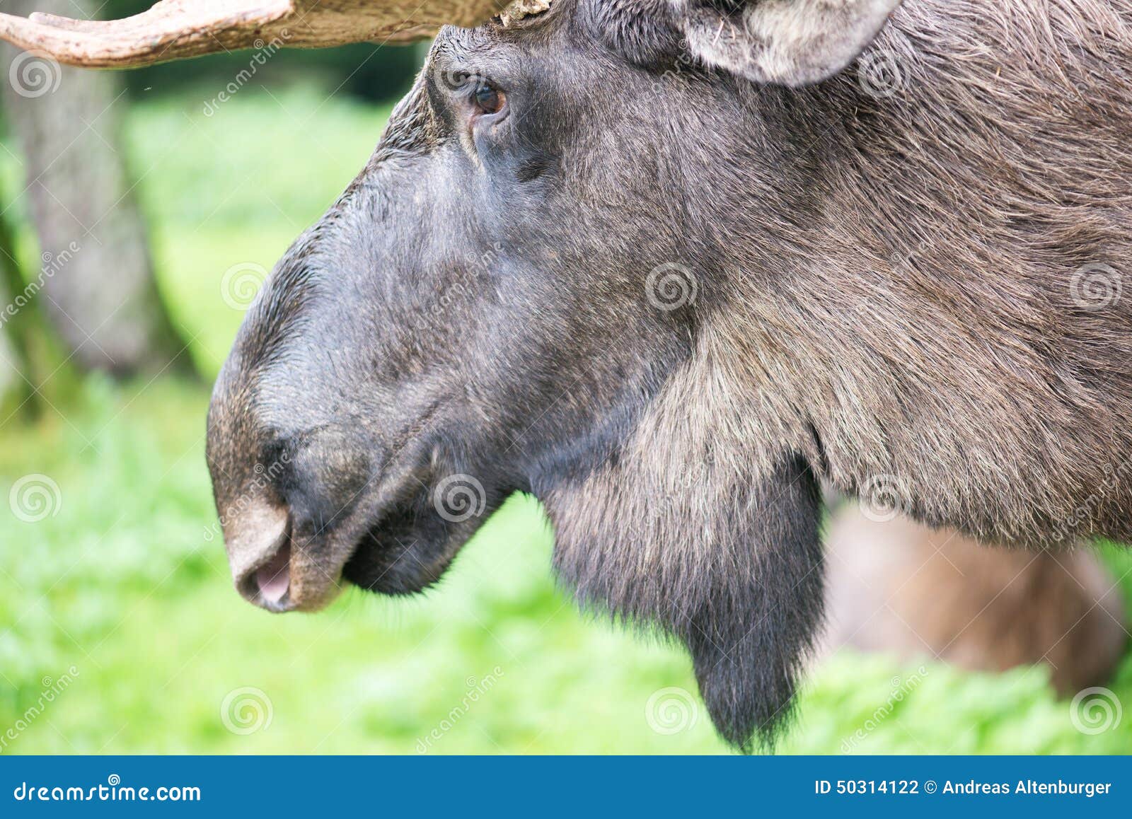 Dettaglio Della Testa Un'alce Maschio, Alces Di Alces Fotografia Stock ...