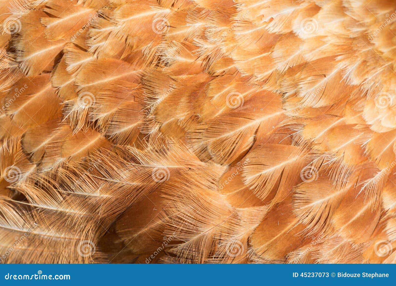 Dettaglio Delle Piume Della Gallina Immagine Stock - Immagine di piume ...