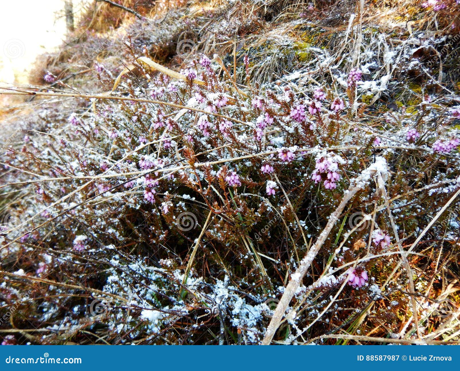 Dettaglio Di Bella Erica Viola Congelata Immagine Stock - Immagine di ...