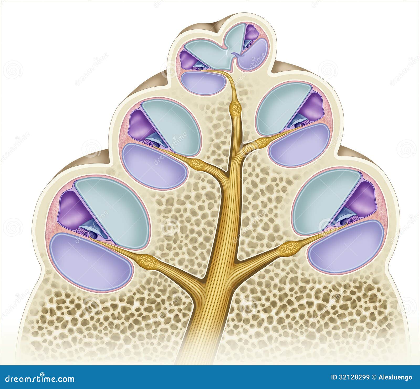 Dettaglio Di Dissezione Della Coclea Illustrazione di Stock ...