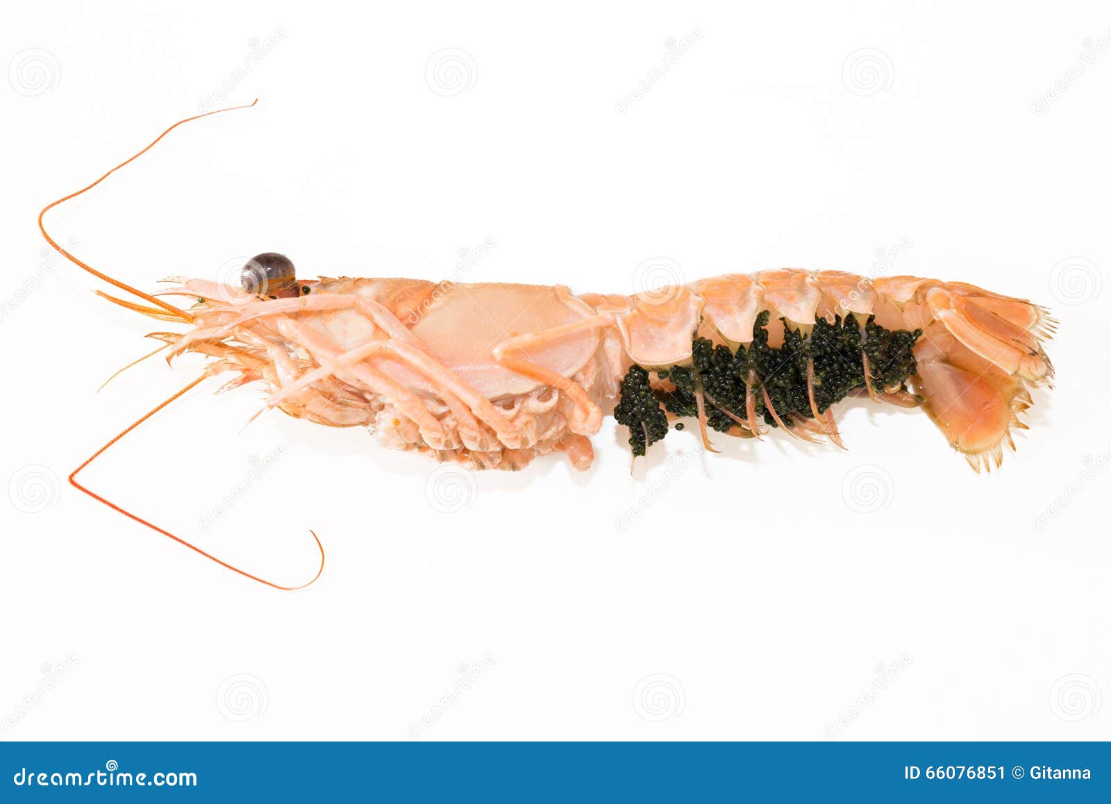 Dettaglio Di Nephrops Norvegicus Immagine Stock - Immagine di scampi ...
