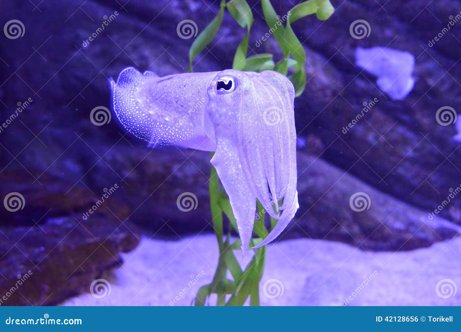 Dettaglio di una seppia fotografia stock. Immagine di abilità - 42128656