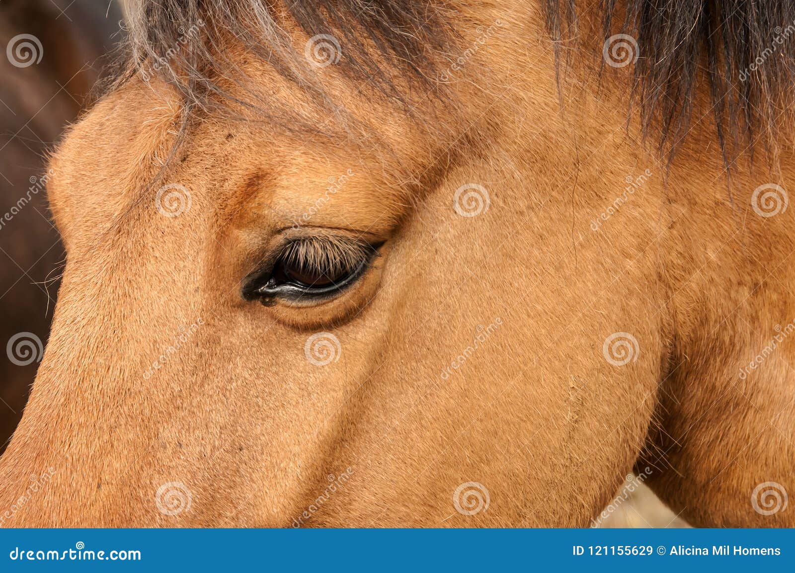 Dettaglio Di Una Testa Del ` S Del Cavallo Immagine Stock - Immagine di ...