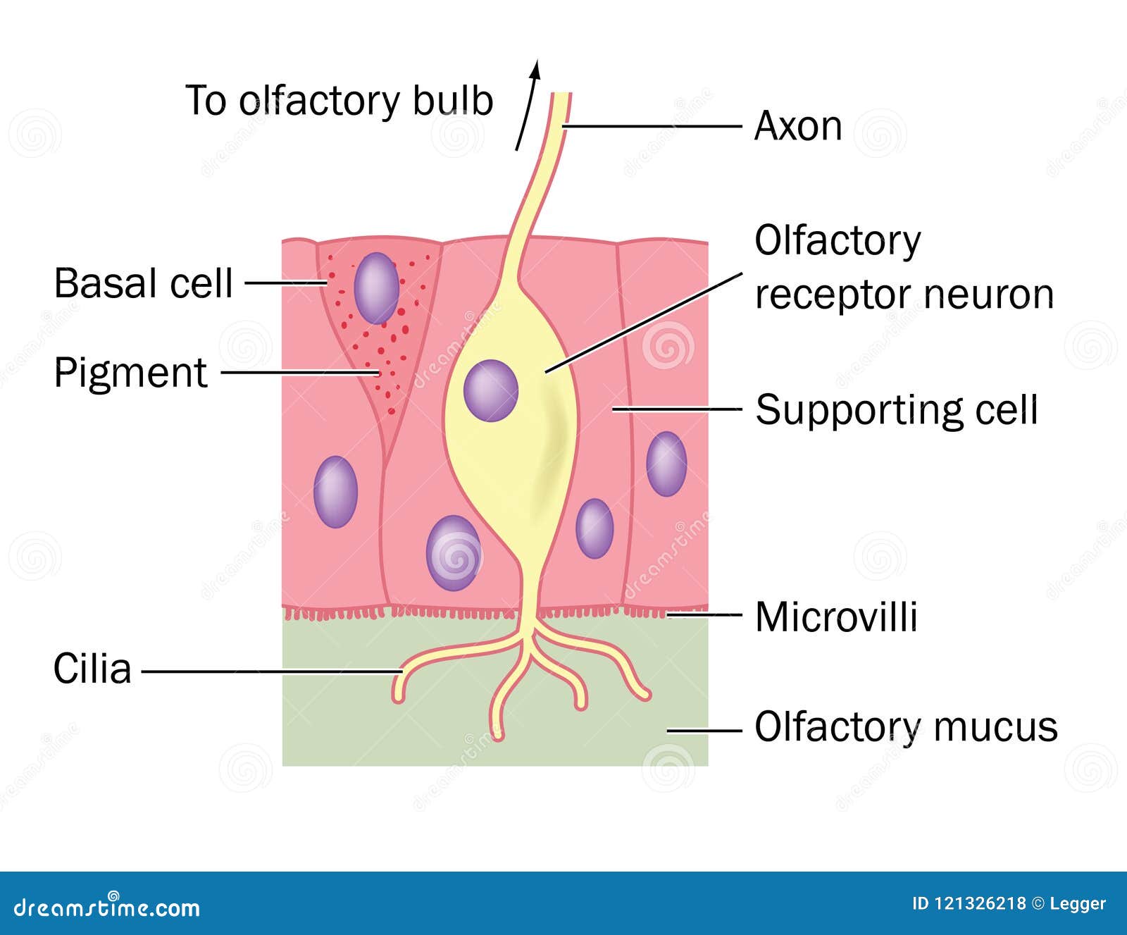 Dettaglio Olfattivo Delle Cellule Nervose Illustrazione di Stock ...