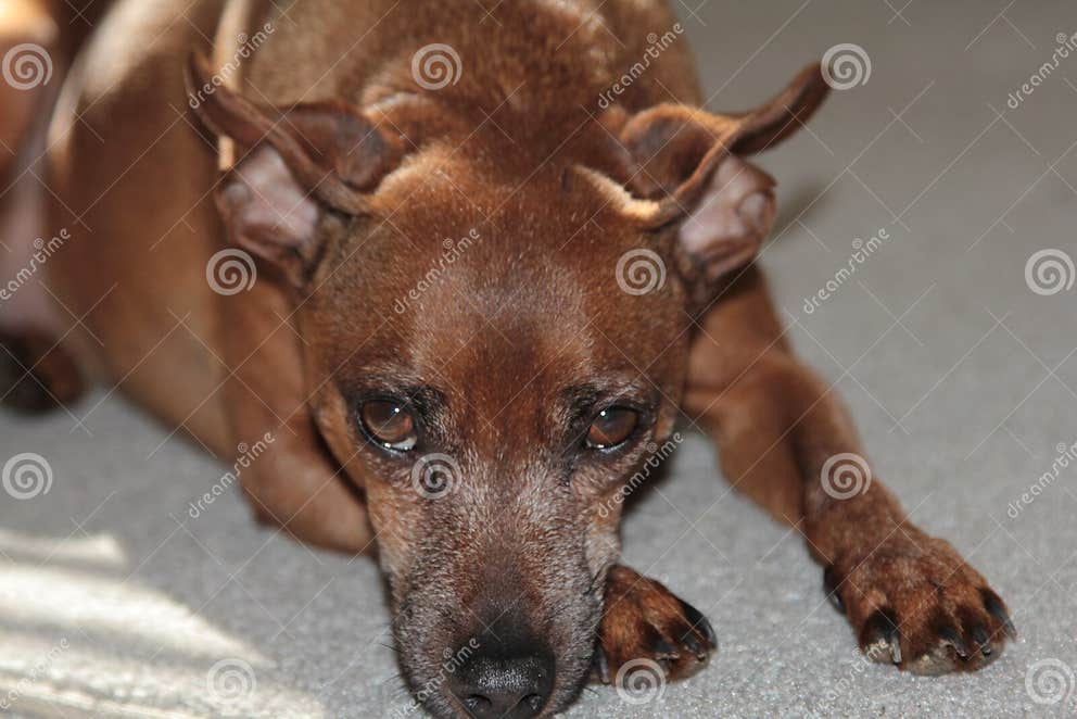 Pinscher (Min-Pin) Miniature Pinscher Stag Red Stock Photo - Image of ...