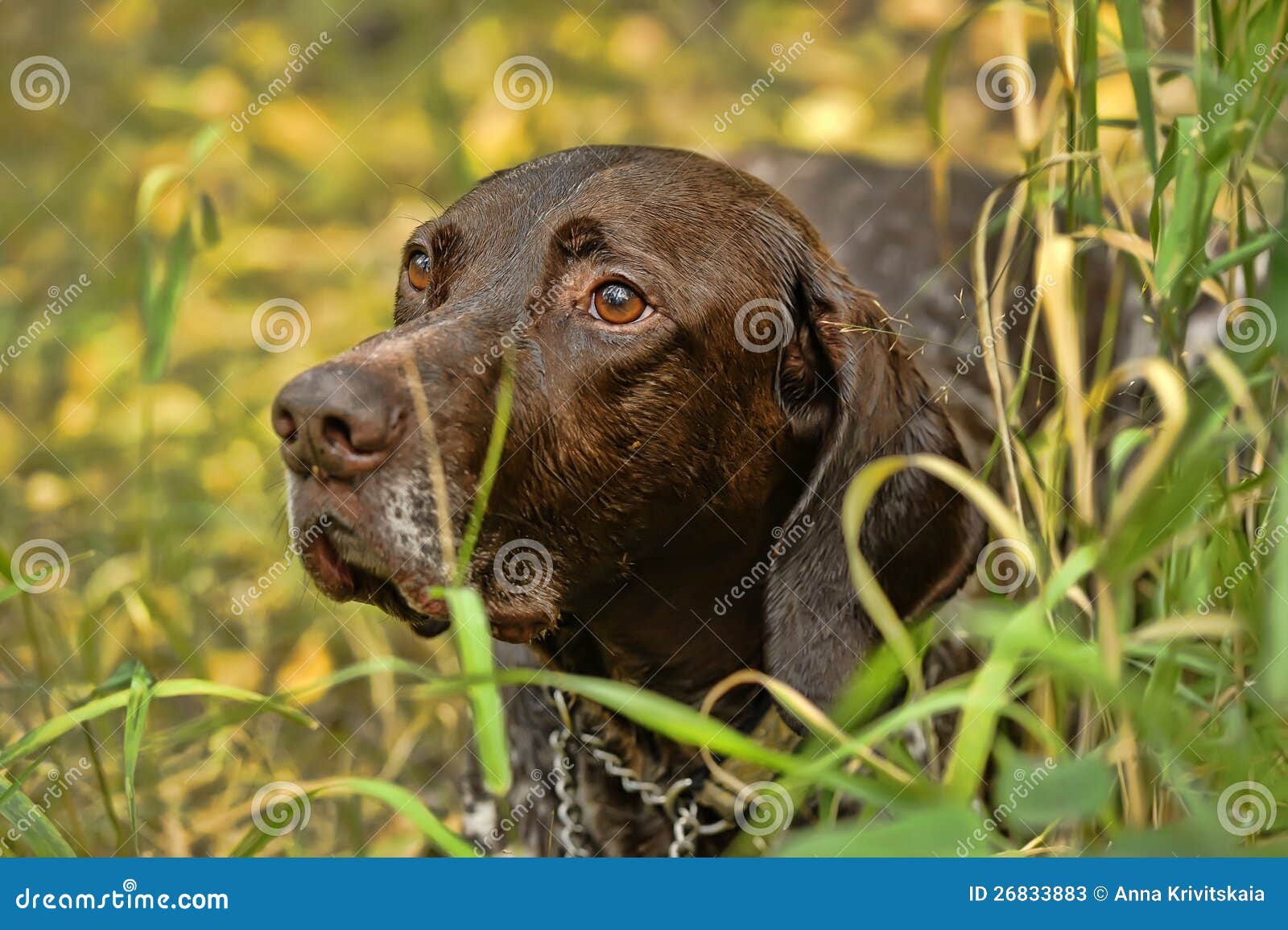 Deutsch Kurzhaar stock image. Image of jagdhund, brown - 26833883