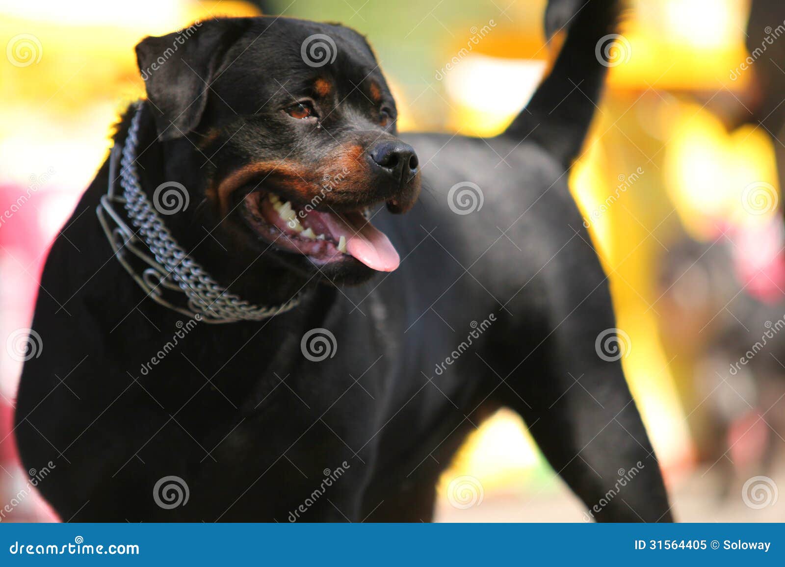 Deutsch Rottweiler Guard Dog Stock Image - Image of little, nature ...