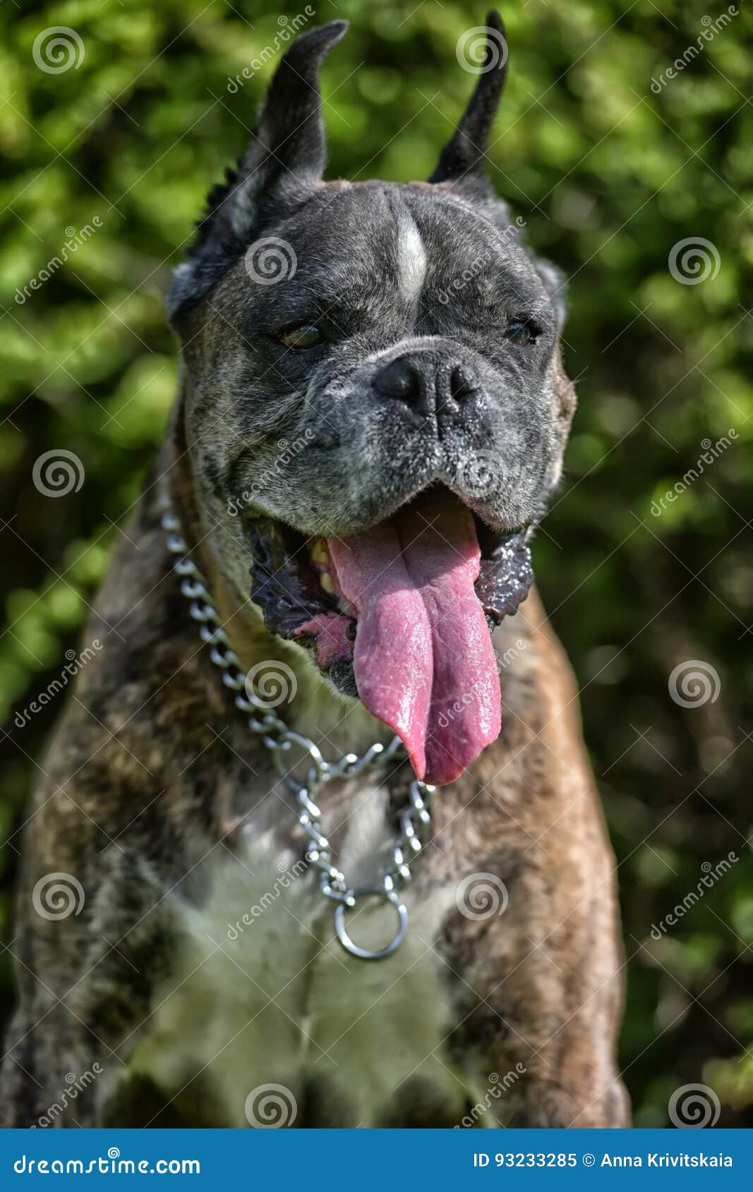Deutscher Boxer Mit Den Geernteten Ohren Stockbild - Bild von bulldogge ...