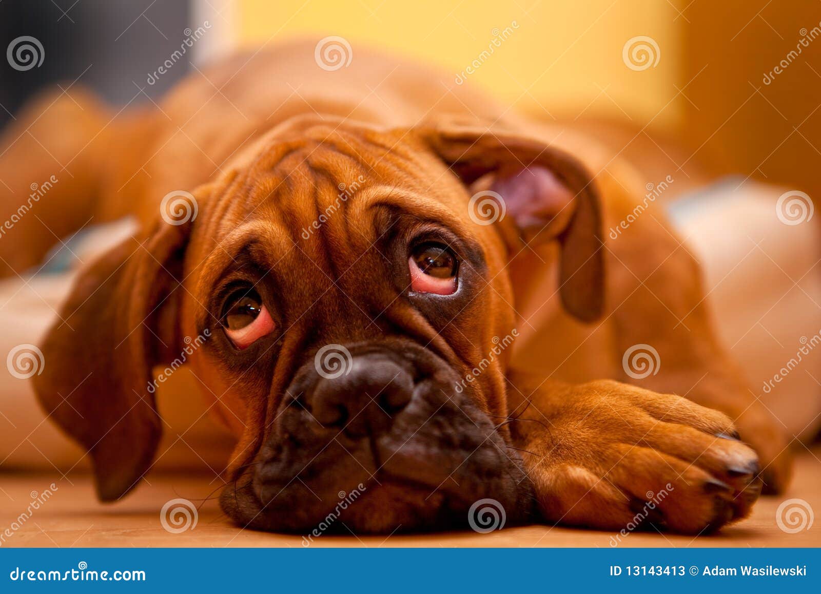 Deutscher Boxer - Trauriger Welpenhund Stockbild - Bild von hund, boxer ...