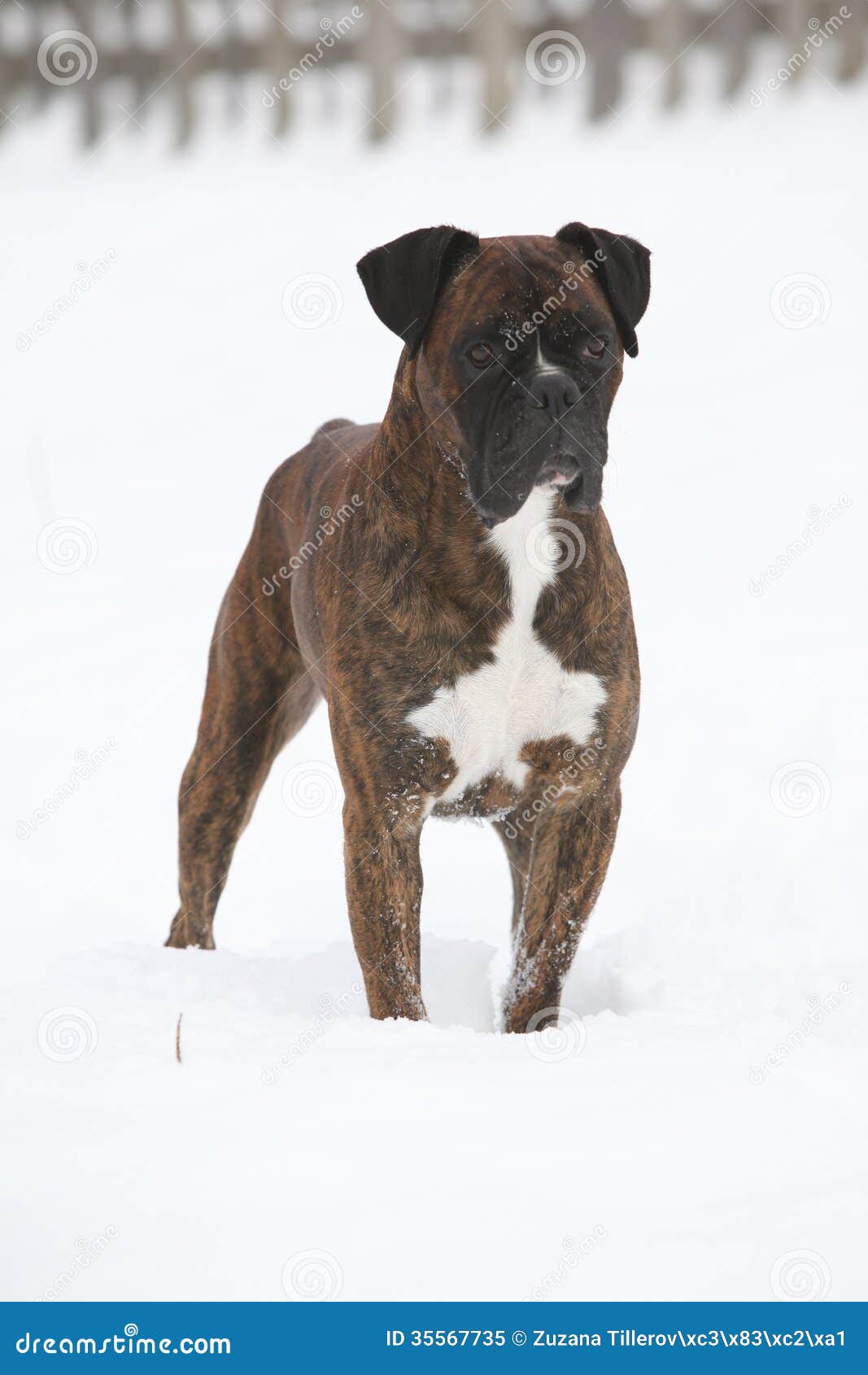 Deutscher Boxer in winter stock image. Image of snowdrift - 35567735
