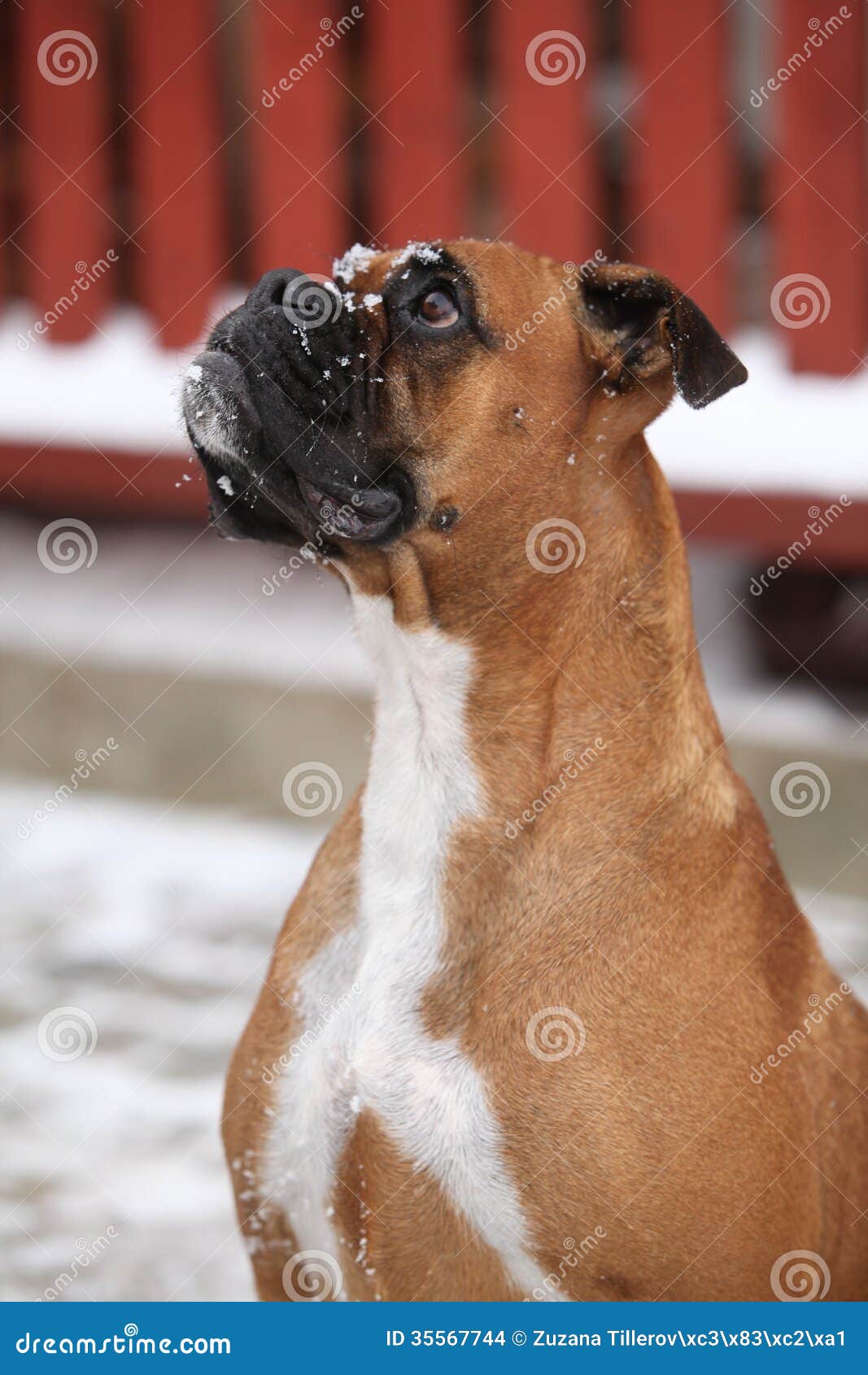 Deutscher Boxer in winter stock photo. Image of carnivore - 35567744