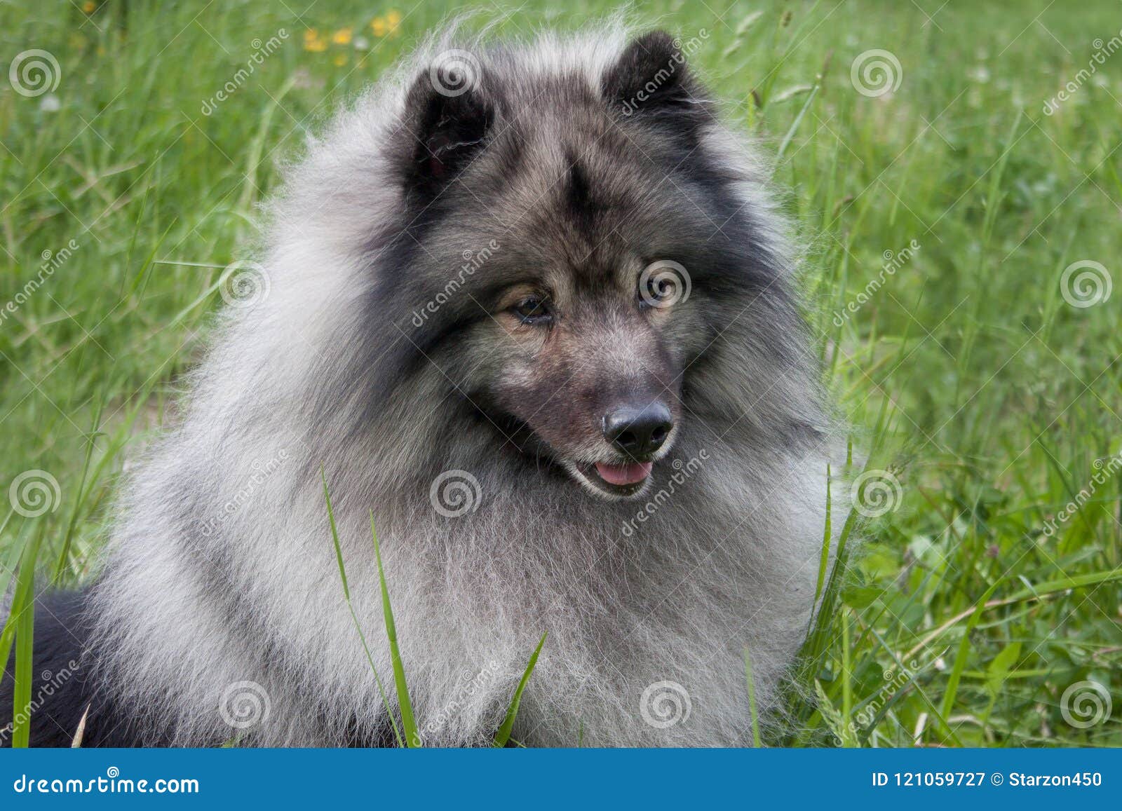 Deutscher Wolfspitz Close Up. Keeshond or German Spitz Stock Image ...