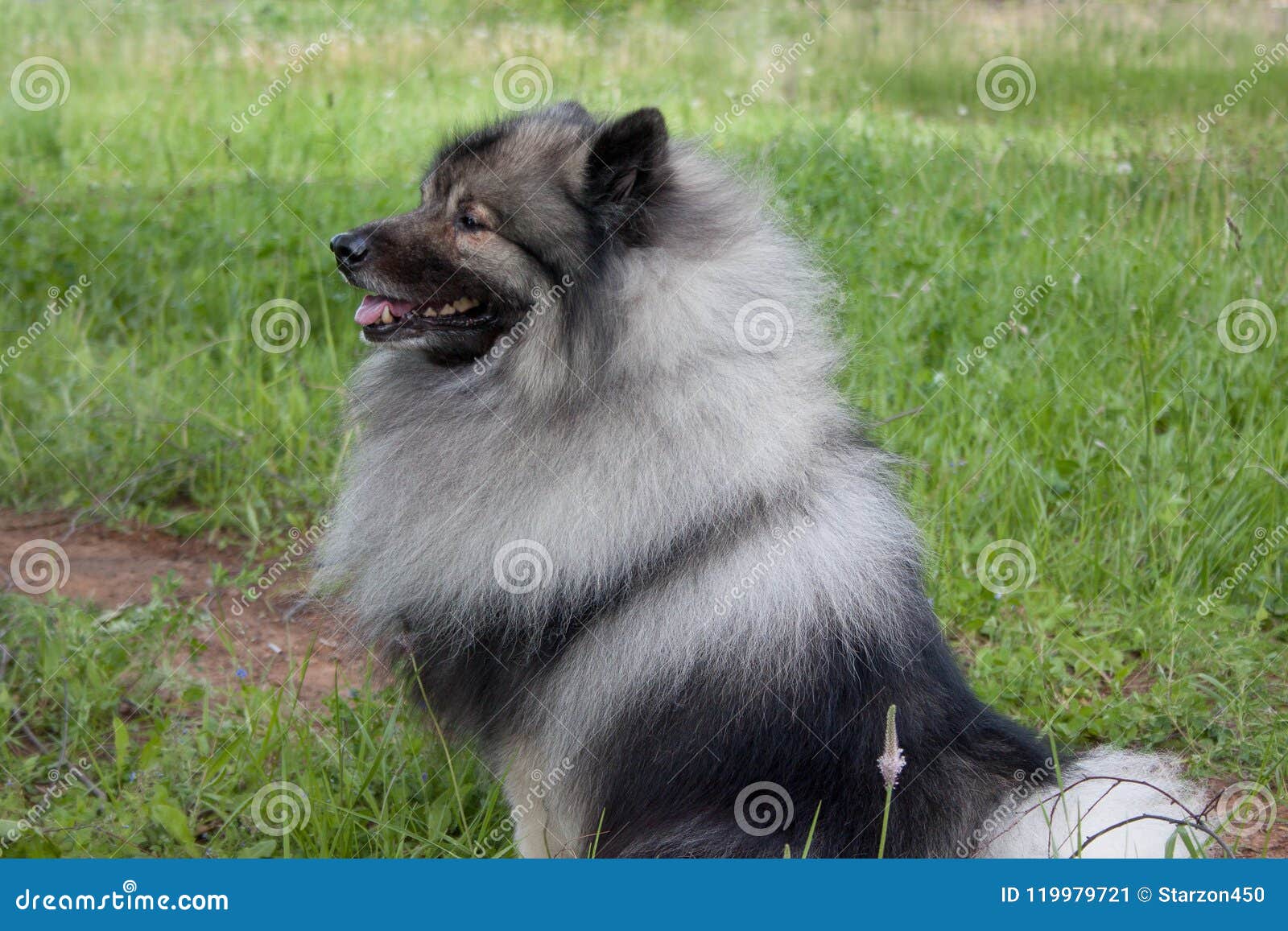 Deutscher Wolfspitz is Sitting on a Green Grass. Keeshond or German ...