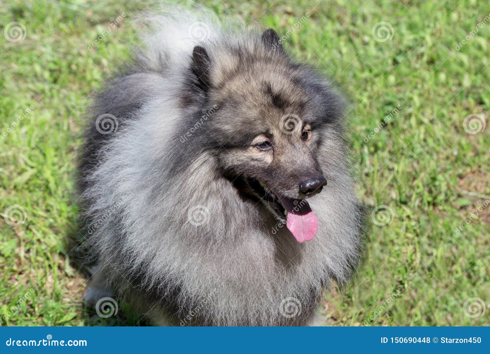 Deutscher Wolfspitz is Standing on a Green Meadow. Keeshond or German ...