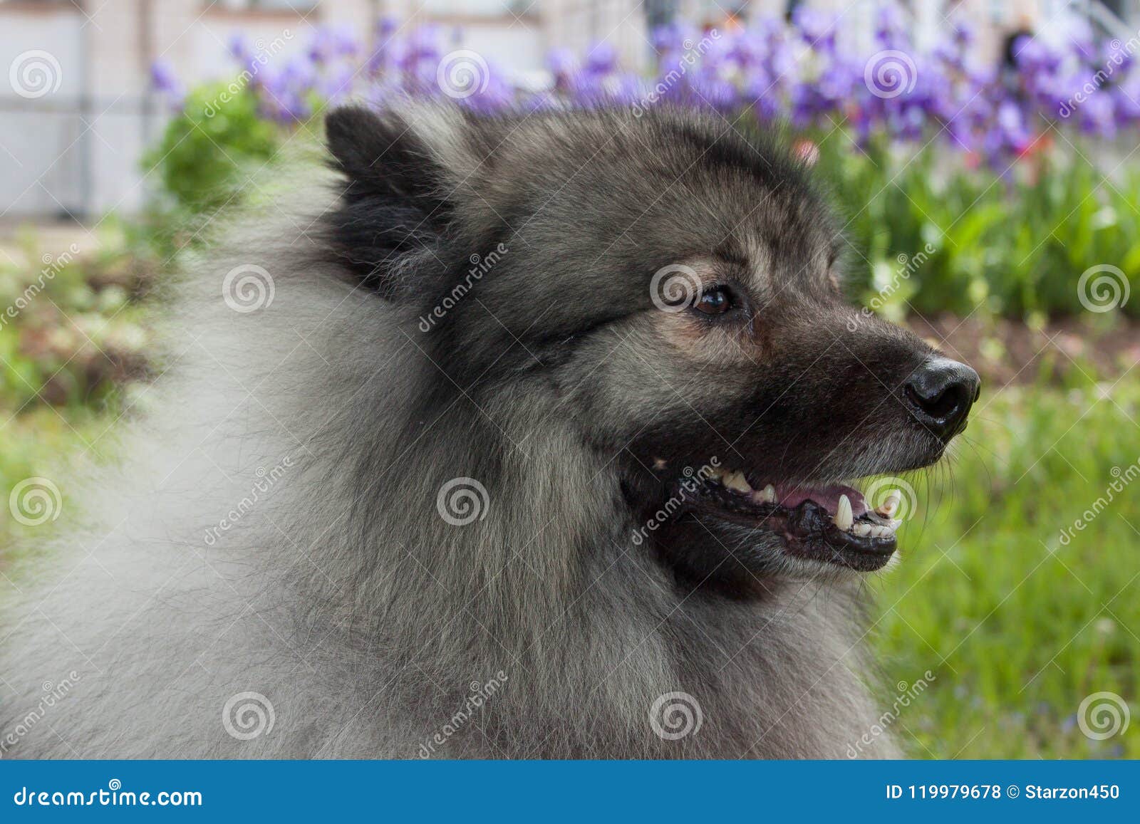 Deutscher Wolfspitz is Standing on a Spring Meadow. Keeshond or German ...