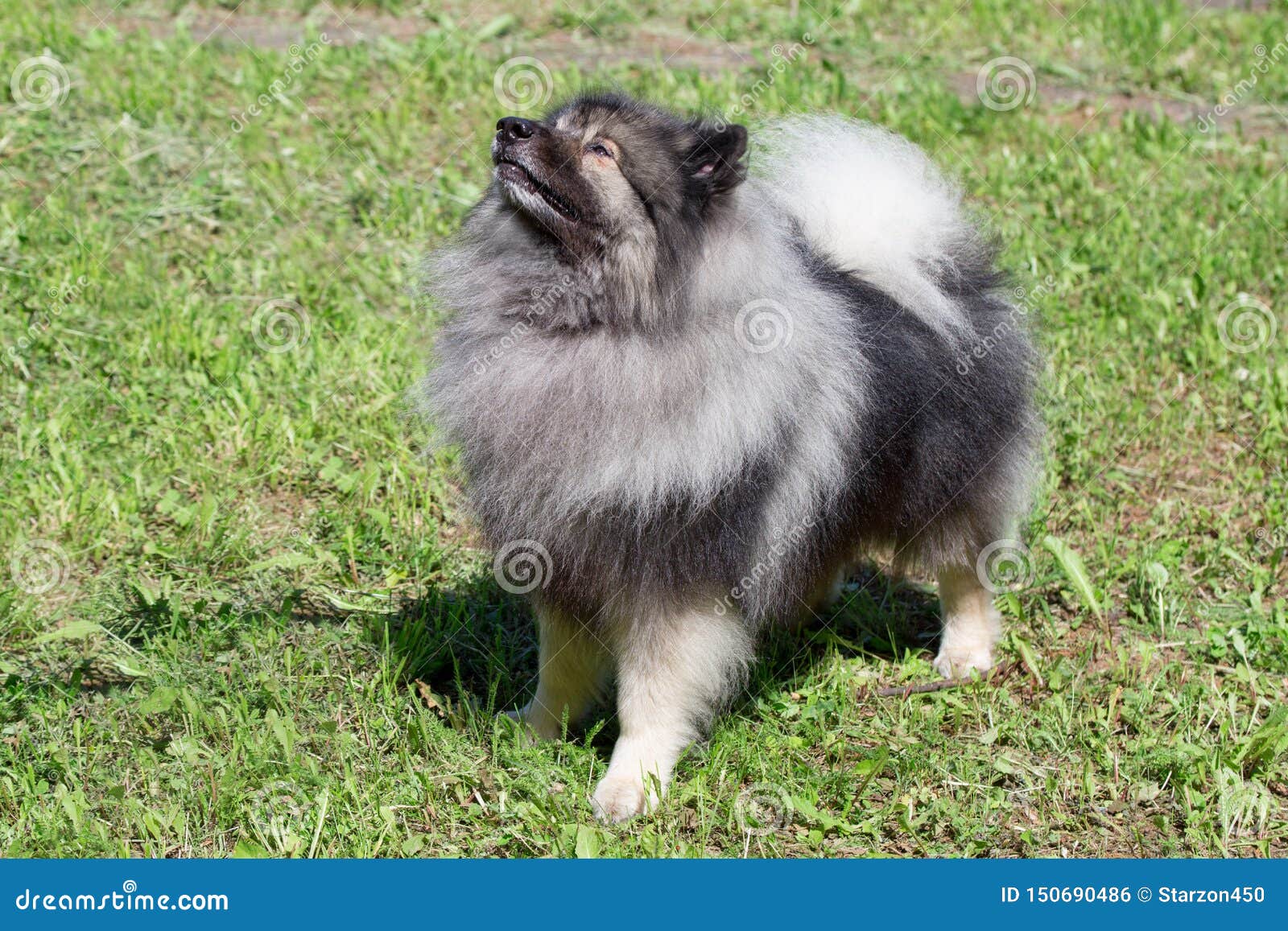 Deutscher Wolfspitz is Standing on a Spring Meadow. Keeshond or German ...