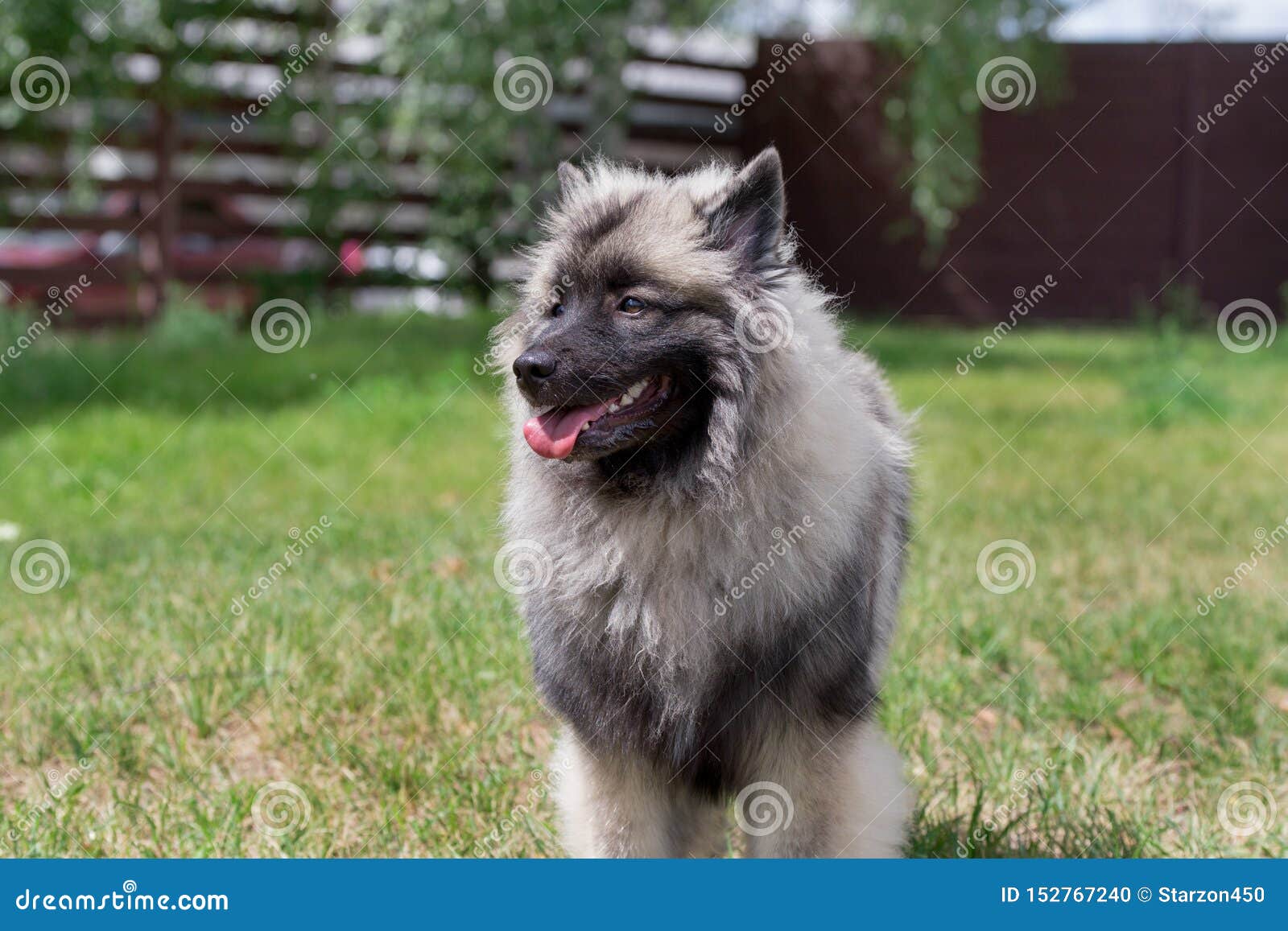 Deutscher-wolfspitz Steht Auf Einer Gr?nen Wiese Keeshond Oder ...