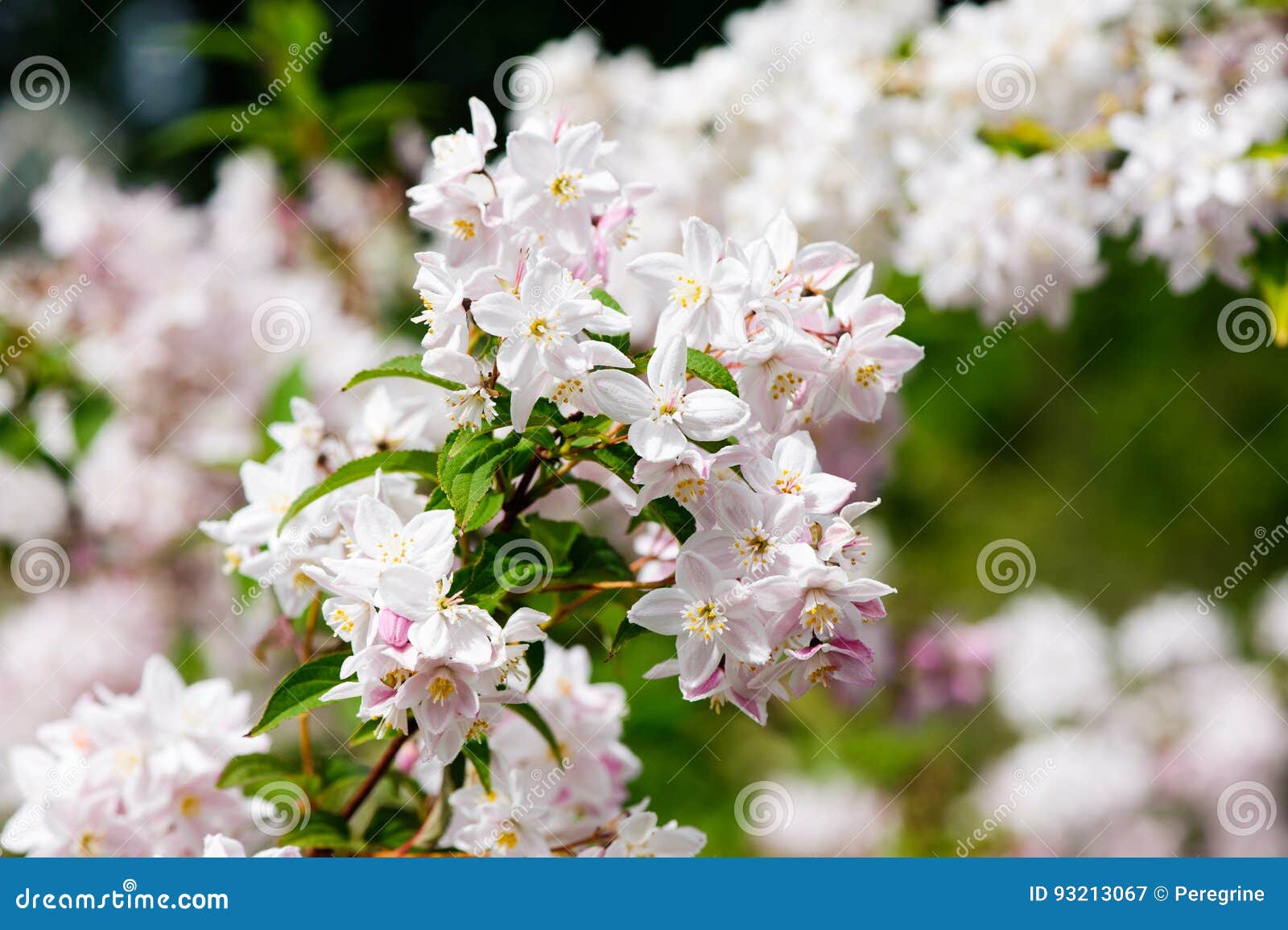 Deutzia Grandiflora Rosea stock afbeelding. Image of achtergrond - 93213067