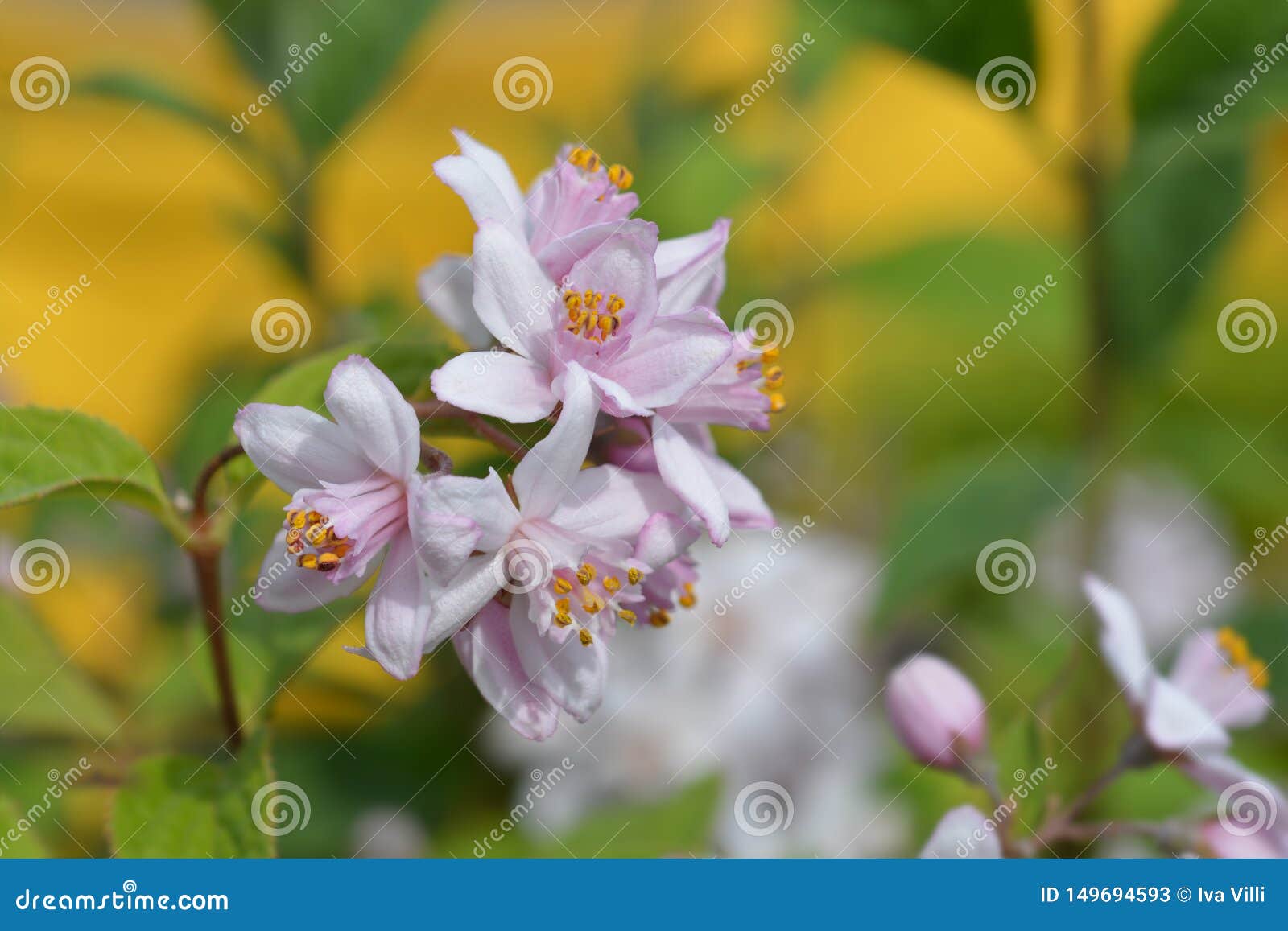 Deutzia Mont Rose stock image. Image of garden, hybrida - 149694593