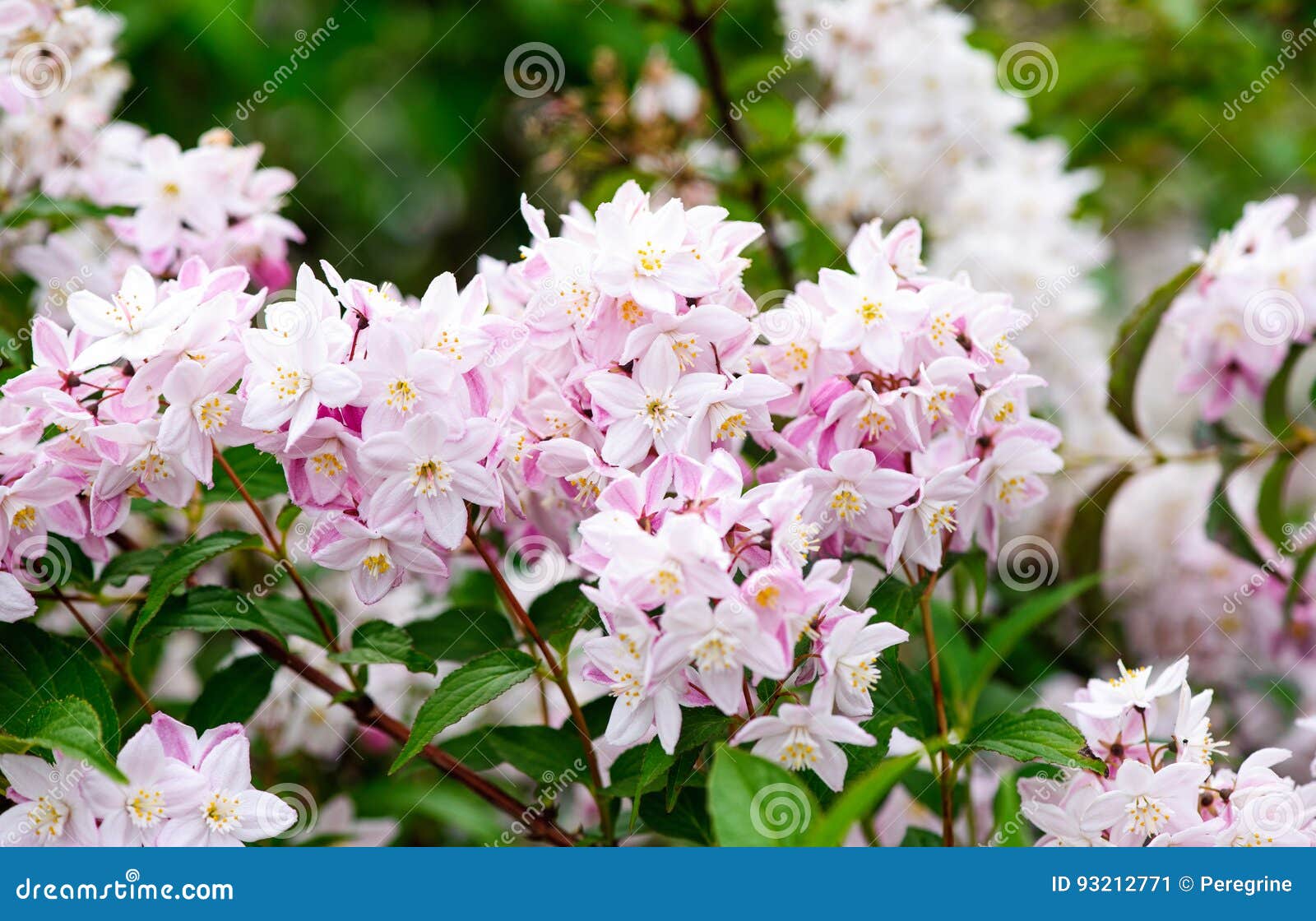 Deutzia Rosea grandiflora image stock. Image du jardin - 93212771