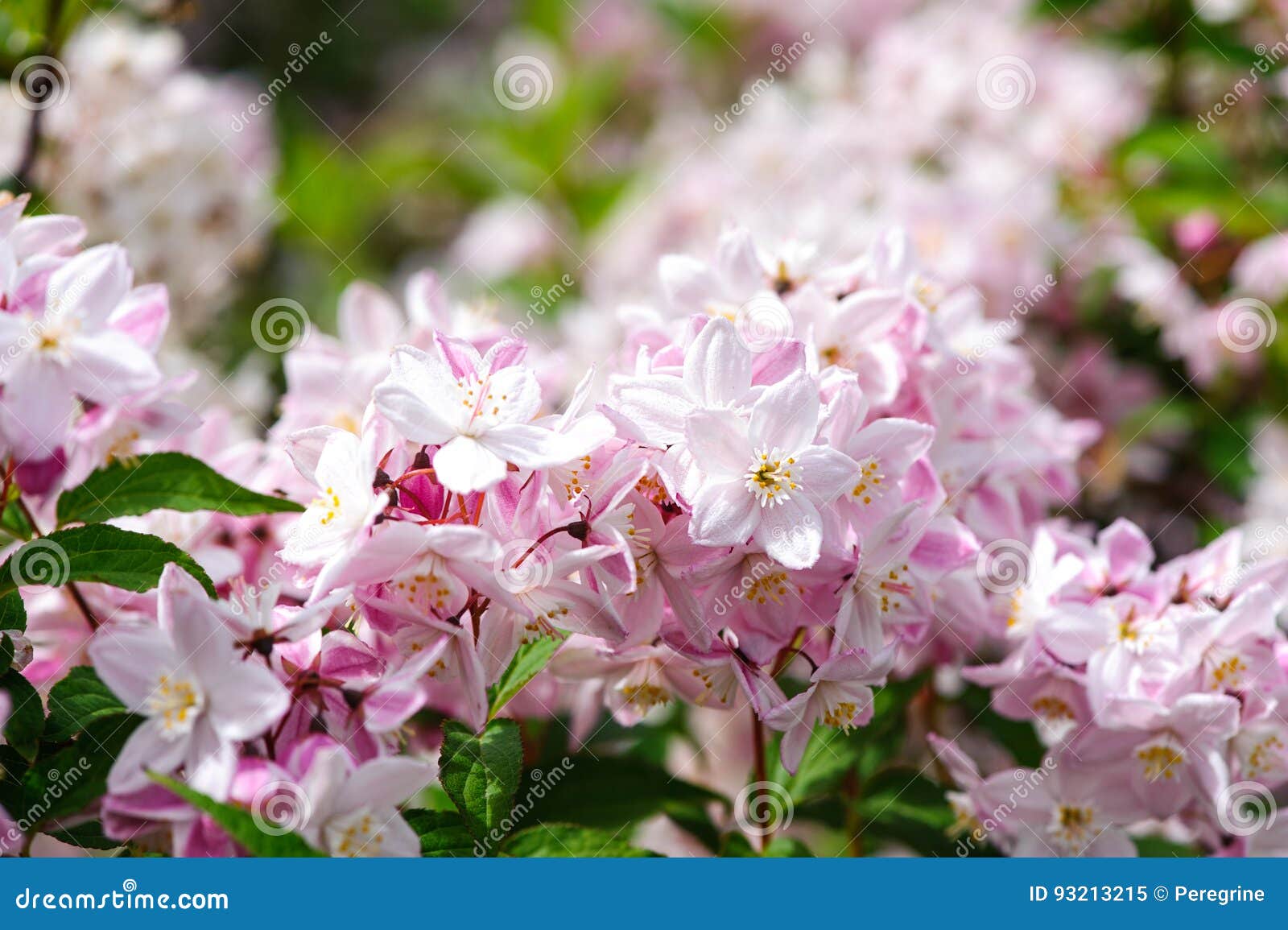 Deutzia Rosea grandiflora imagen de archivo. Imagen de irlandés - 93213215
