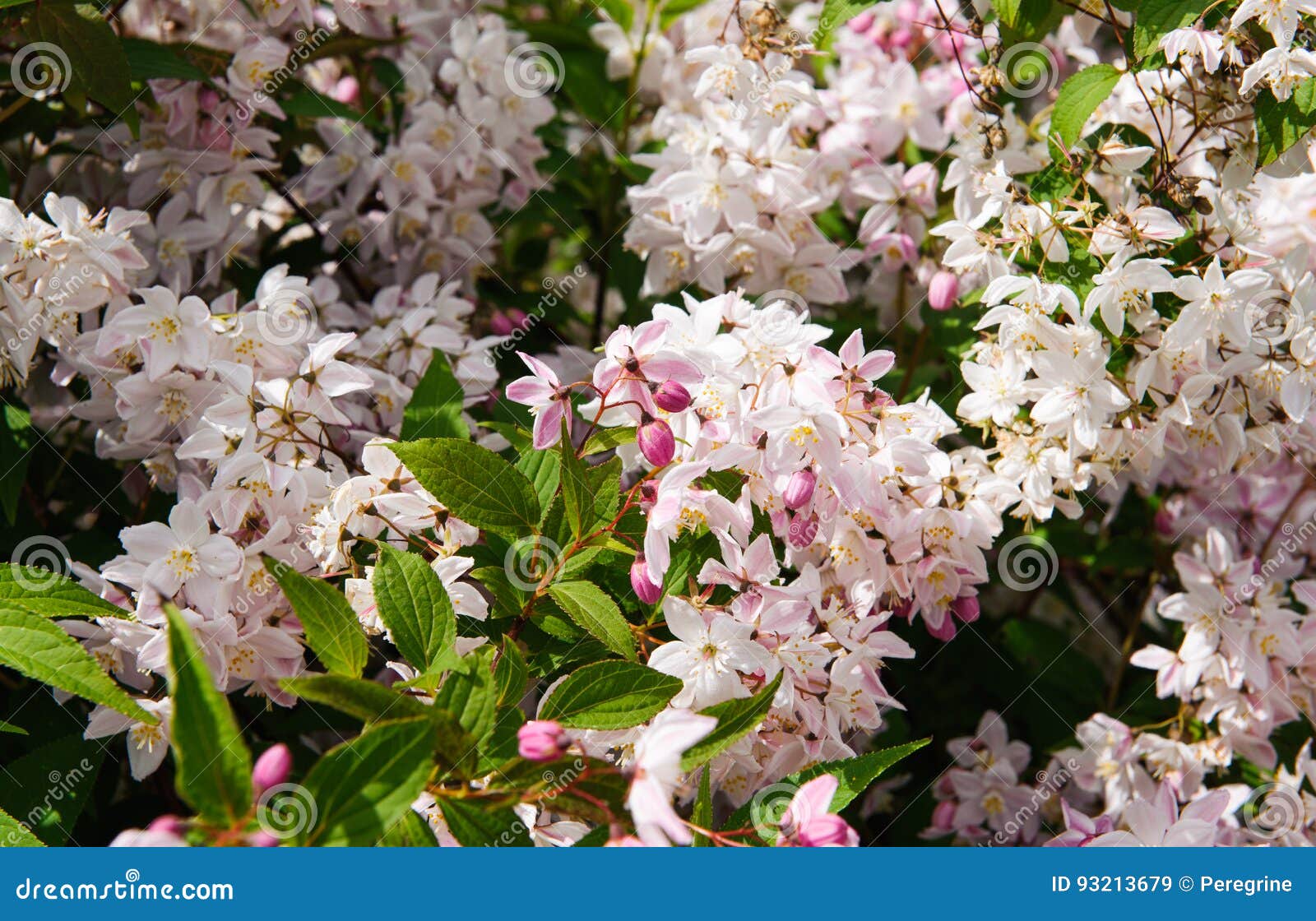 Deutzia Rosea grandiflora image stock. Image du beauté - 93213679