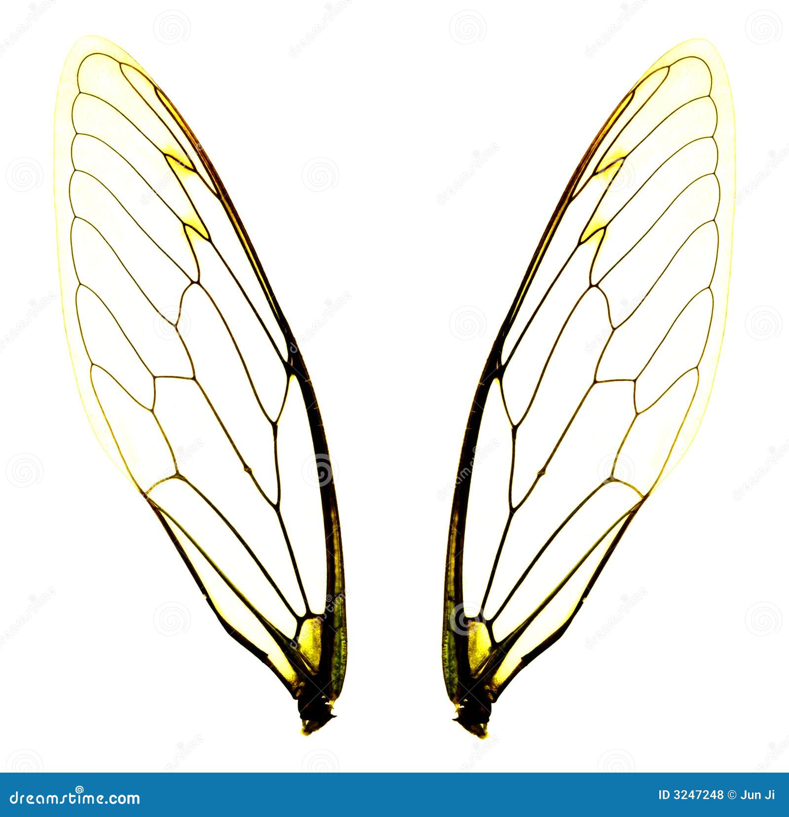 Deux ailes de cigale photo stock. Image of filet, configuration - 3247248
