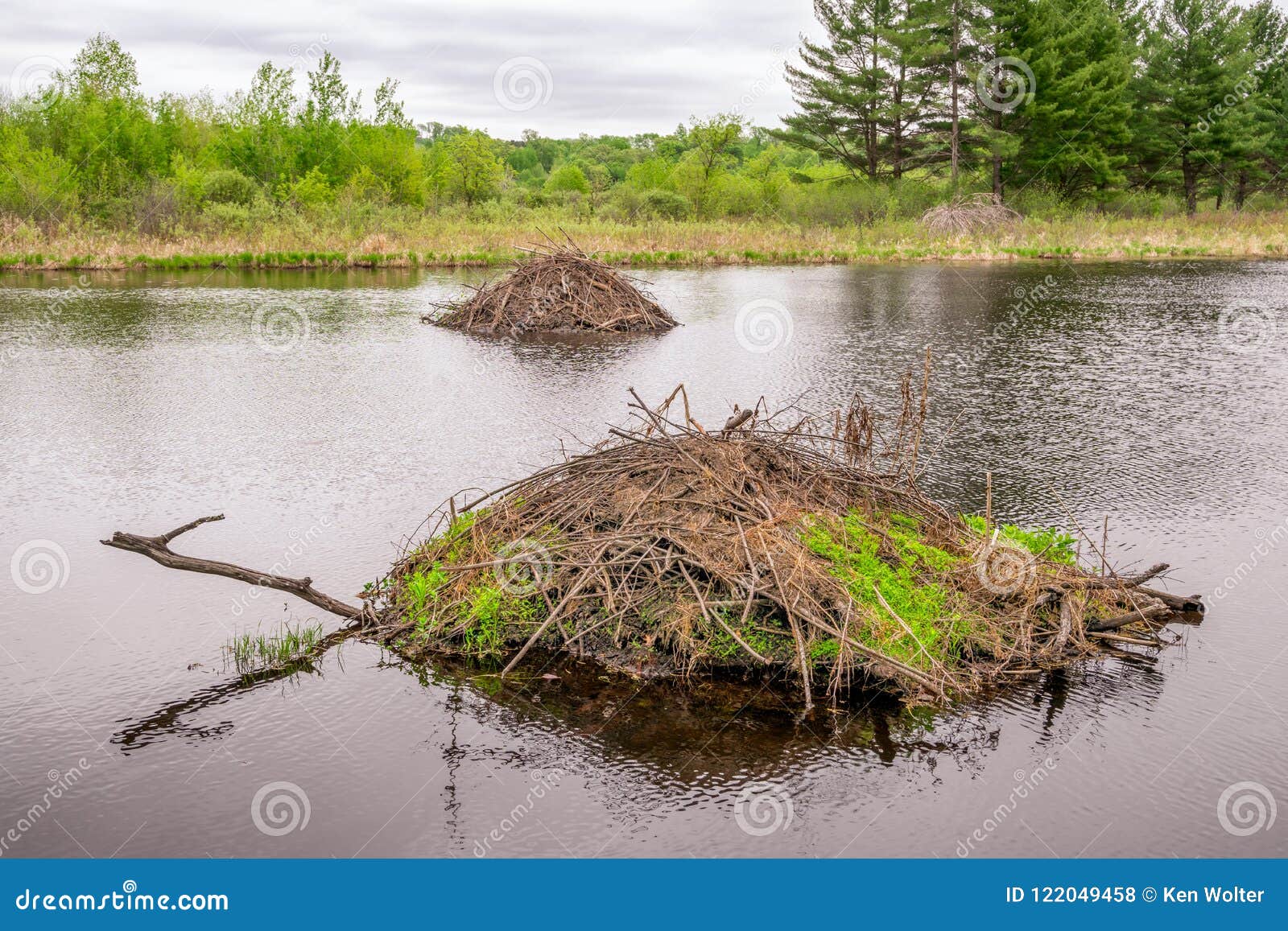 Deux Barrages De Castor Dans La Forêt Photo stock - Image du mammifère ...