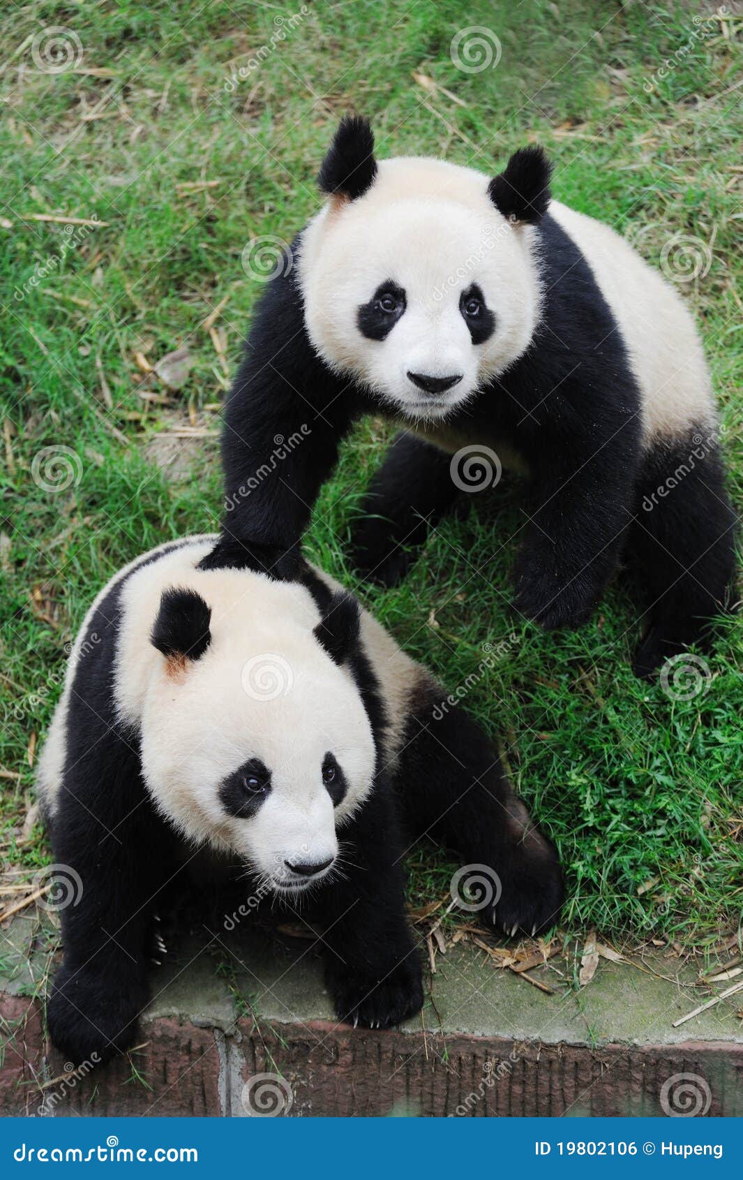 Deux beaux pandas photo stock. Image du lionceau, mammifères - 19802106