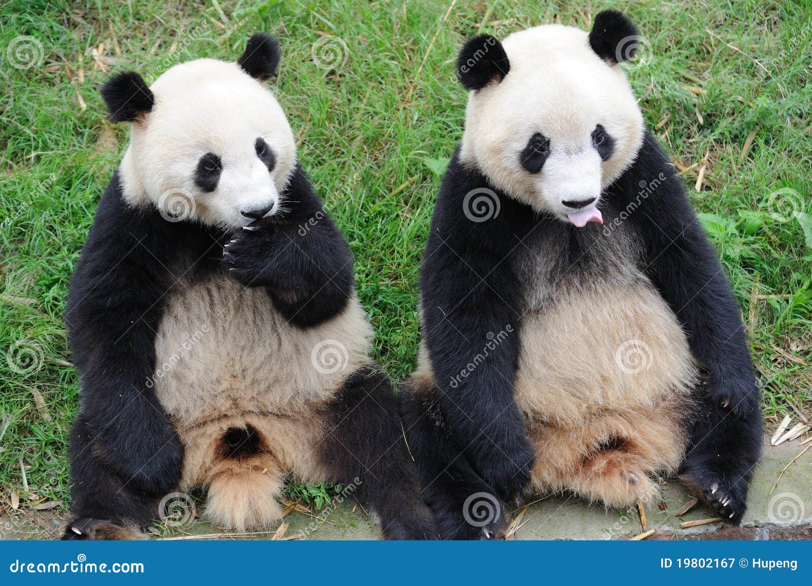 Deux beaux pandas image stock. Image du animaux, multiplication - 19802167