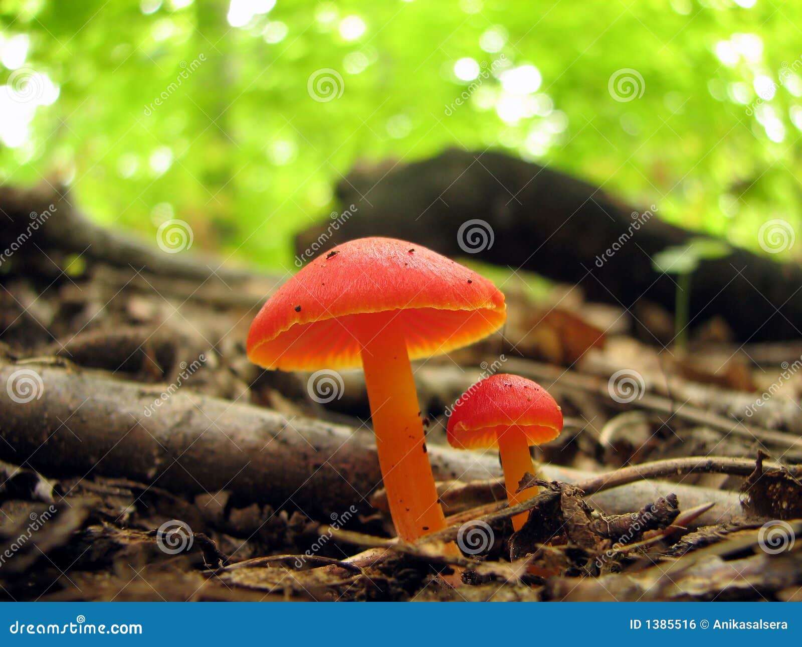 Deux Champignons De Couche Rouges Photo stock - Image du rouge ...