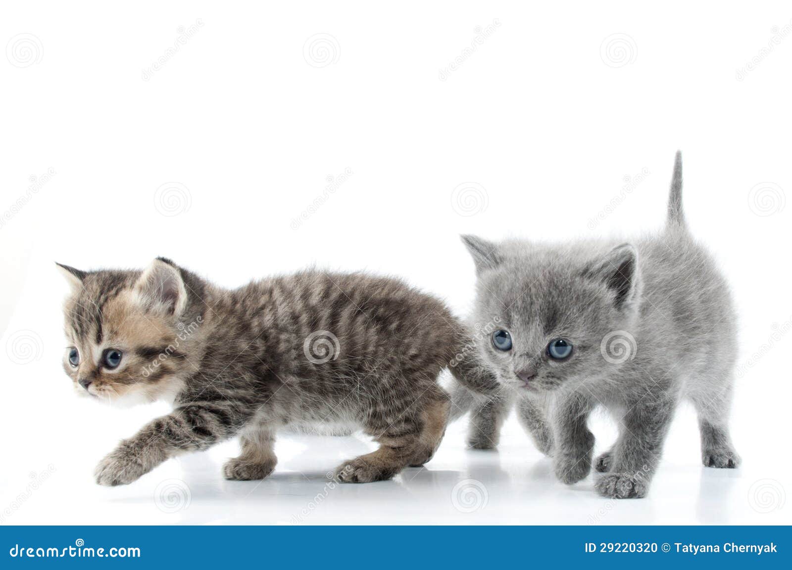 Deux Chatons Marchant Vers Ensemble. Tir De Studio. Au-dessus De Photo ...