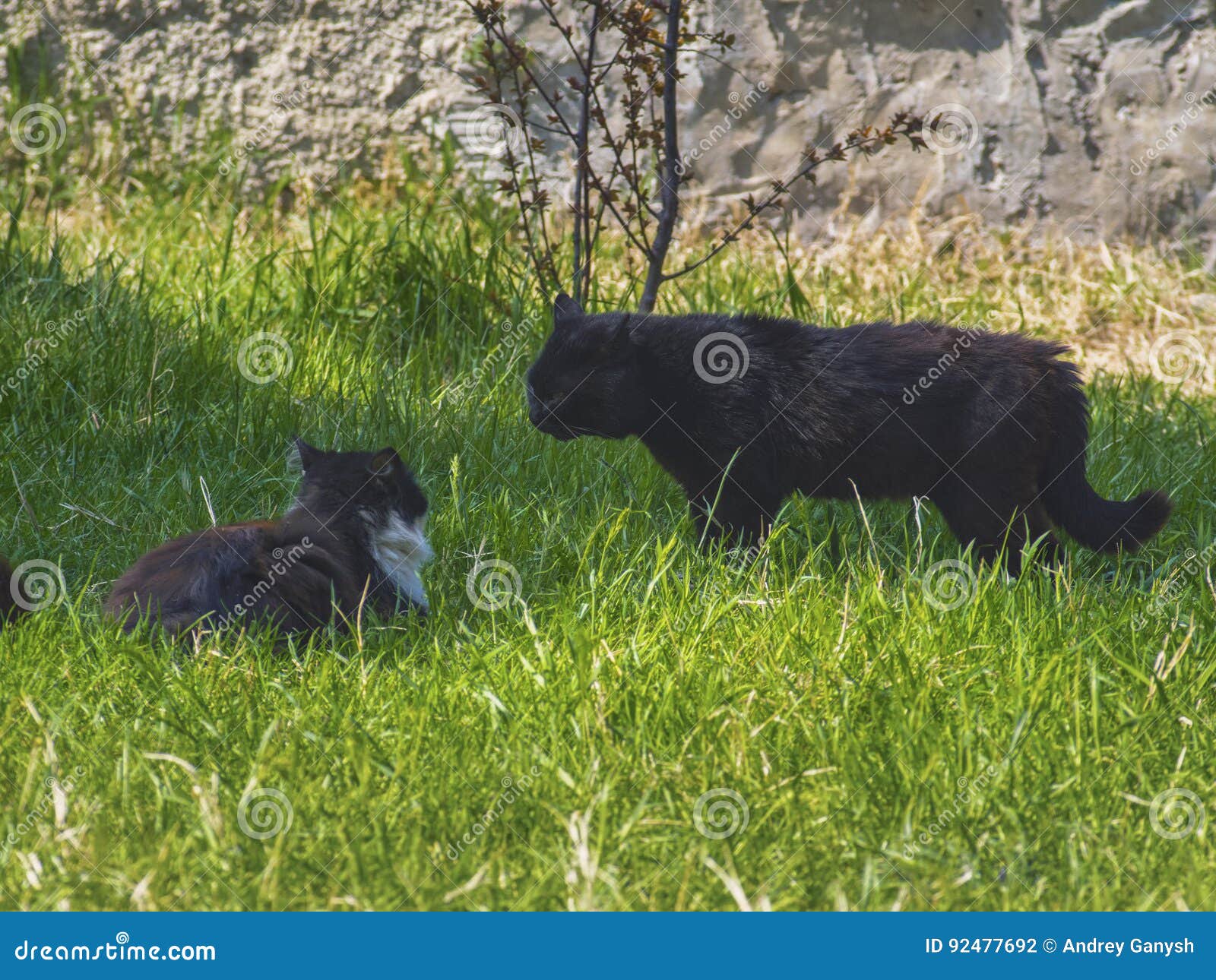 Deux Chats Combattant Sur Une Pelouse Verte Photo stock - Image du ...