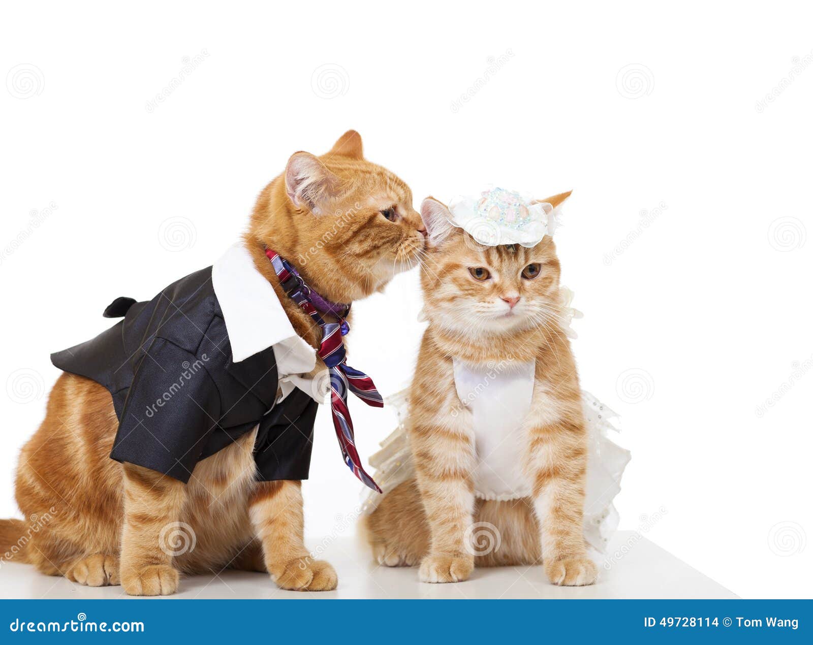 Deux Chats Dans L'amour D'isolement Photo stock - Image du mariée ...