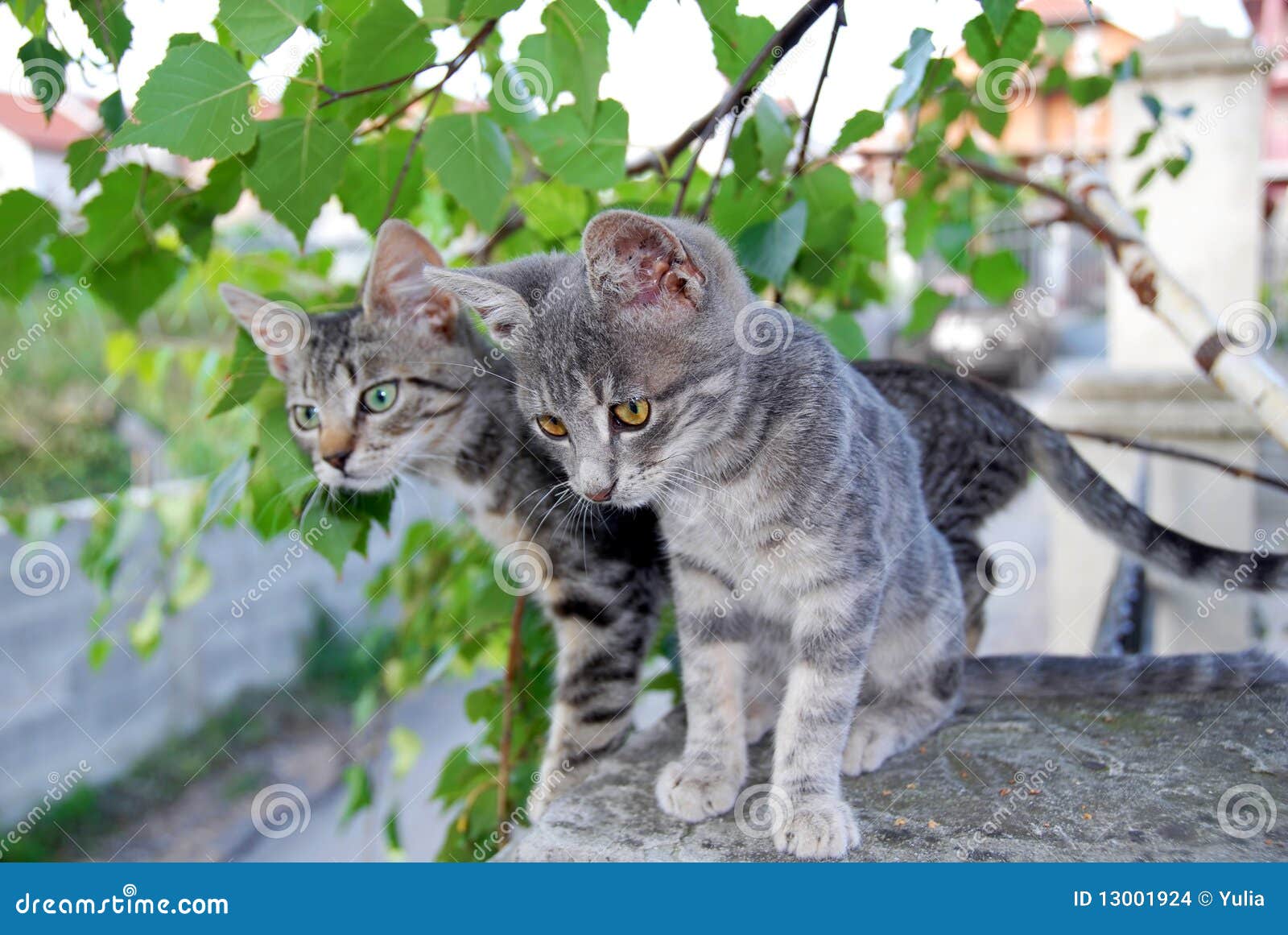 Deux Chats Gris Au-dessus Des Lames Vertes Photo stock - Image du ...