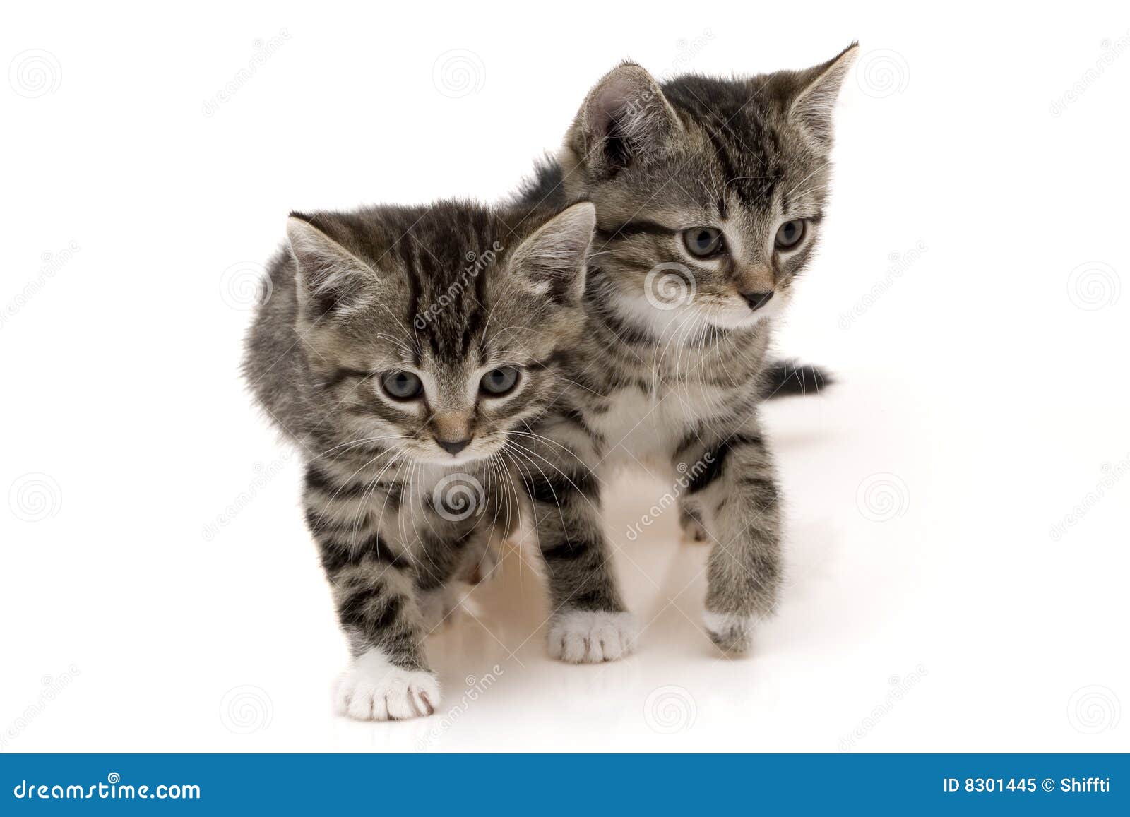 Deux chats mignons image stock. Image du félin, amusement - 8301445