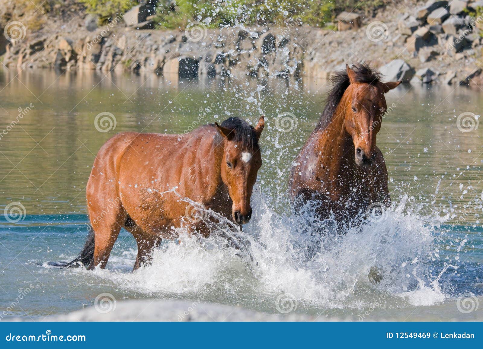 Deux chevaux dans l'eau image stock. Image du désert - 12549469