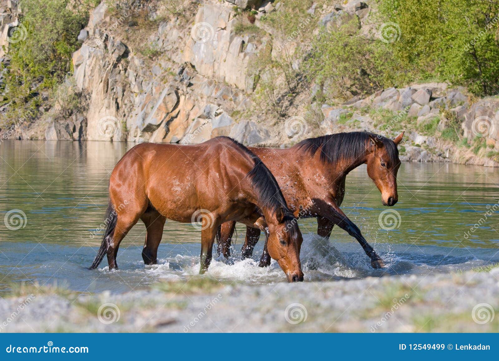 Deux chevaux dans l'eau image stock. Image du équestre - 12549499