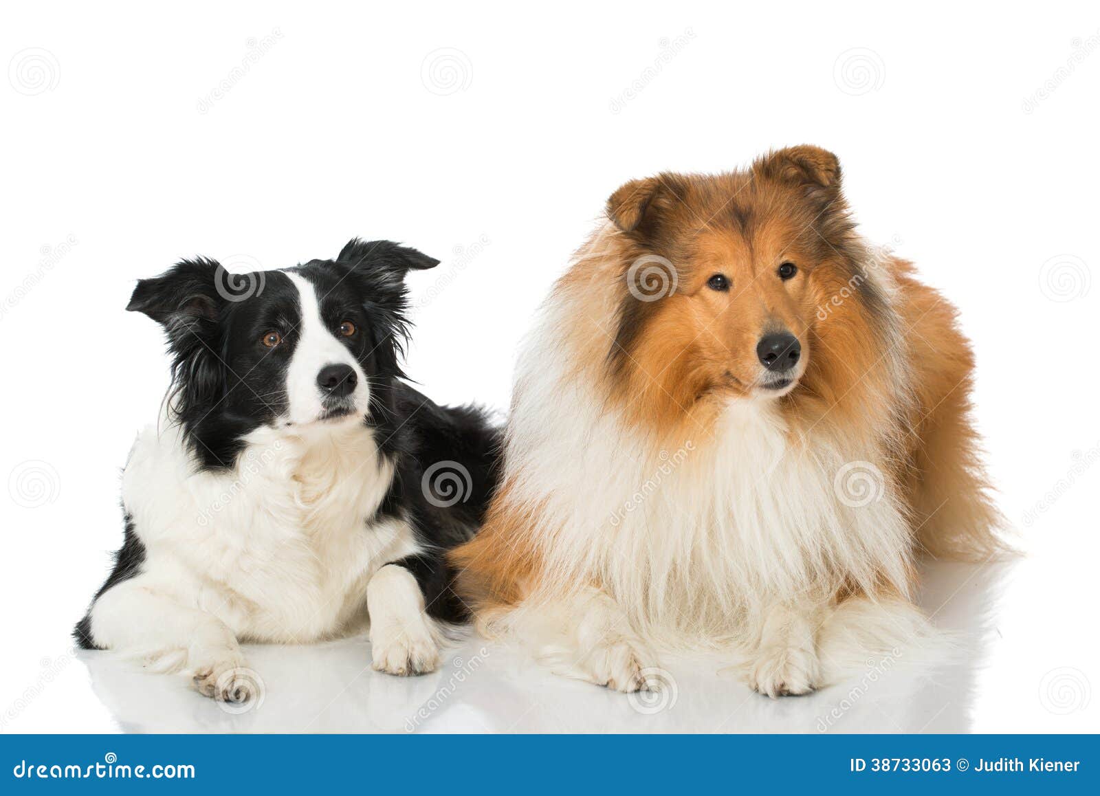 Deux chiens image stock. Image du longtemps, purebred - 38733063