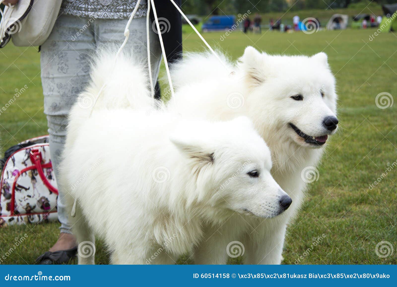 Deux chiens blancs photo stock. Image du mignon, herbe - 60514158