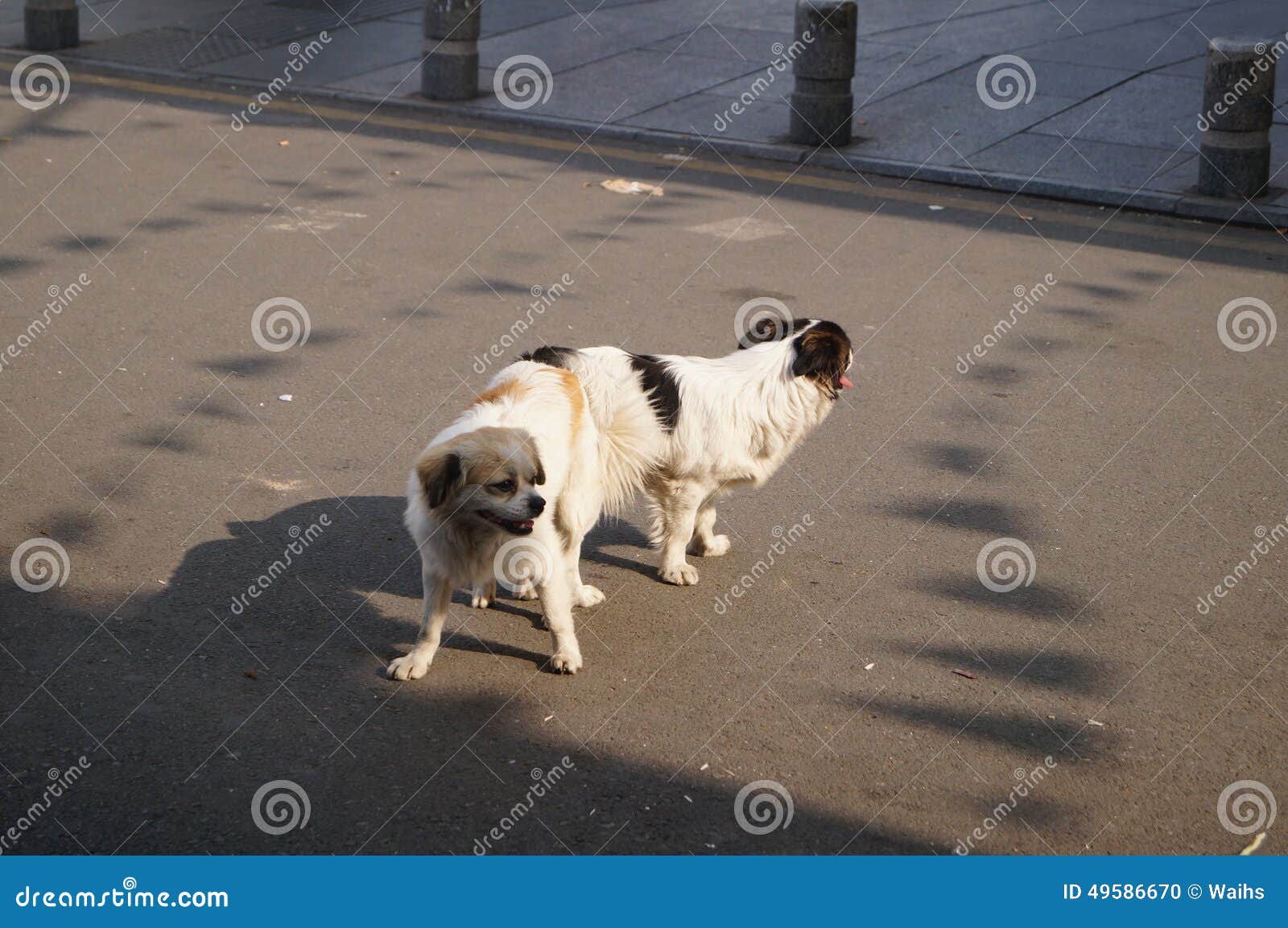Deux chiens dans le coitus photo stock. Image du crabots - 49586670