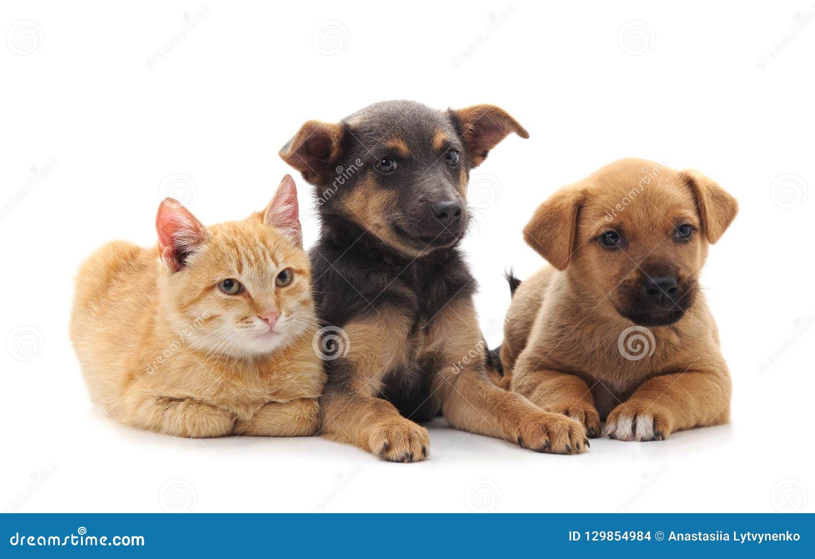 Deux chiens et un chat photo stock. Image du brun, adorable - 129854984