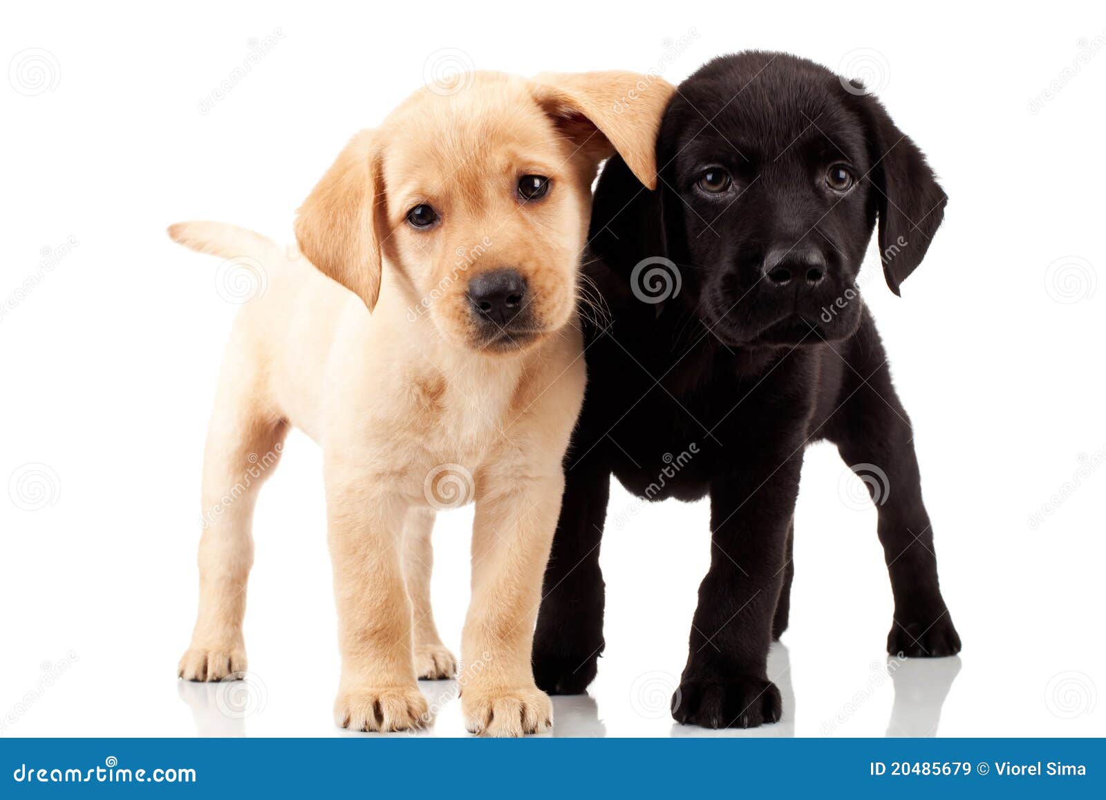 Deux Chiots Mignons De Labrador Image stock - Image du labrador ...