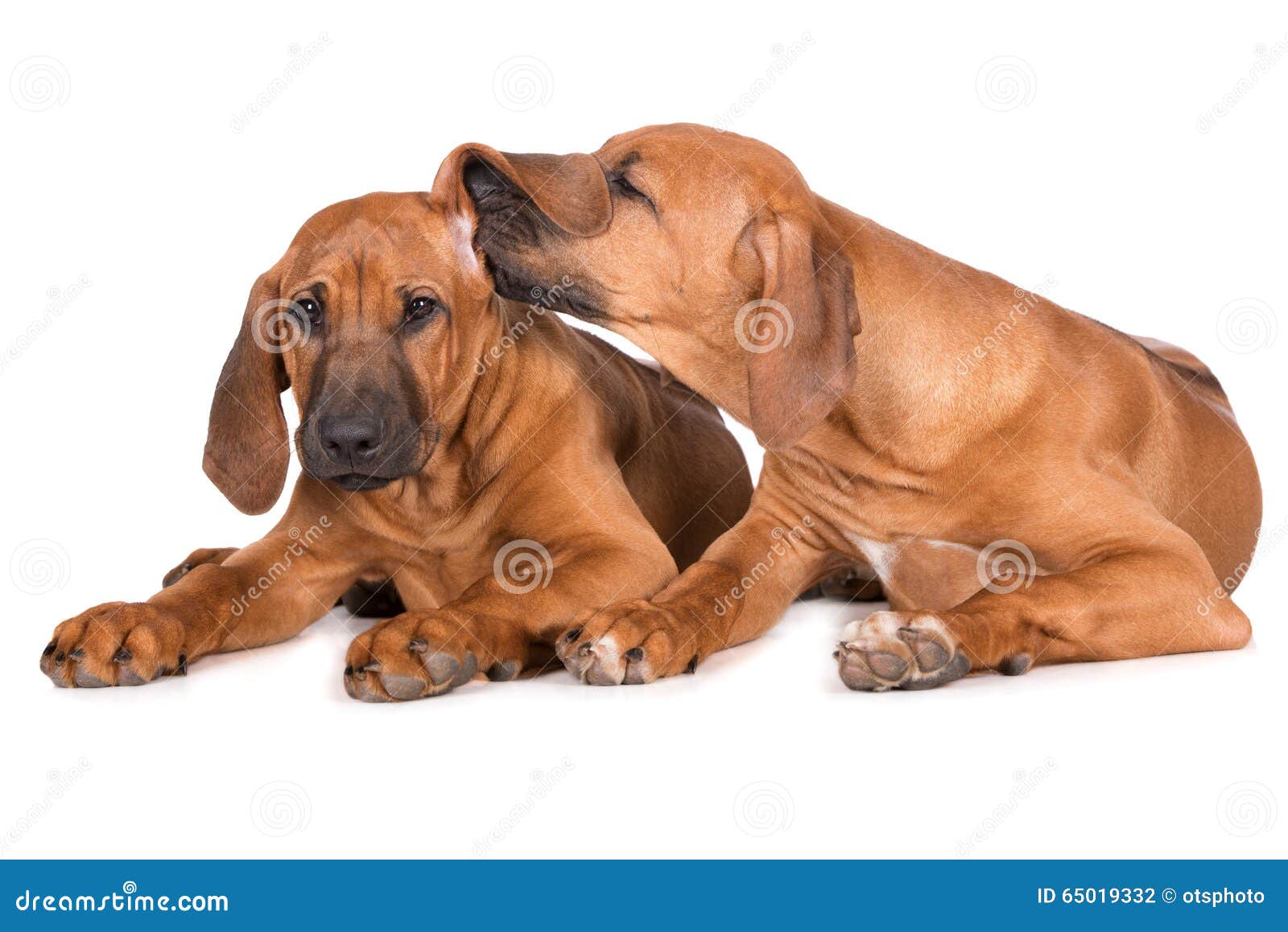Deux Chiots Rhodesian De Ridgeback Sur Le Blanc Photo stock - Image du ...