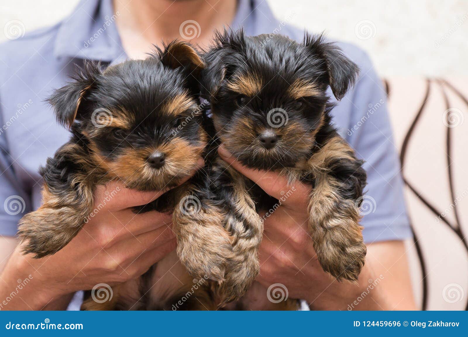 Deux Chiots Yorkshire Terrier En Main Photo stock - Image du main ...