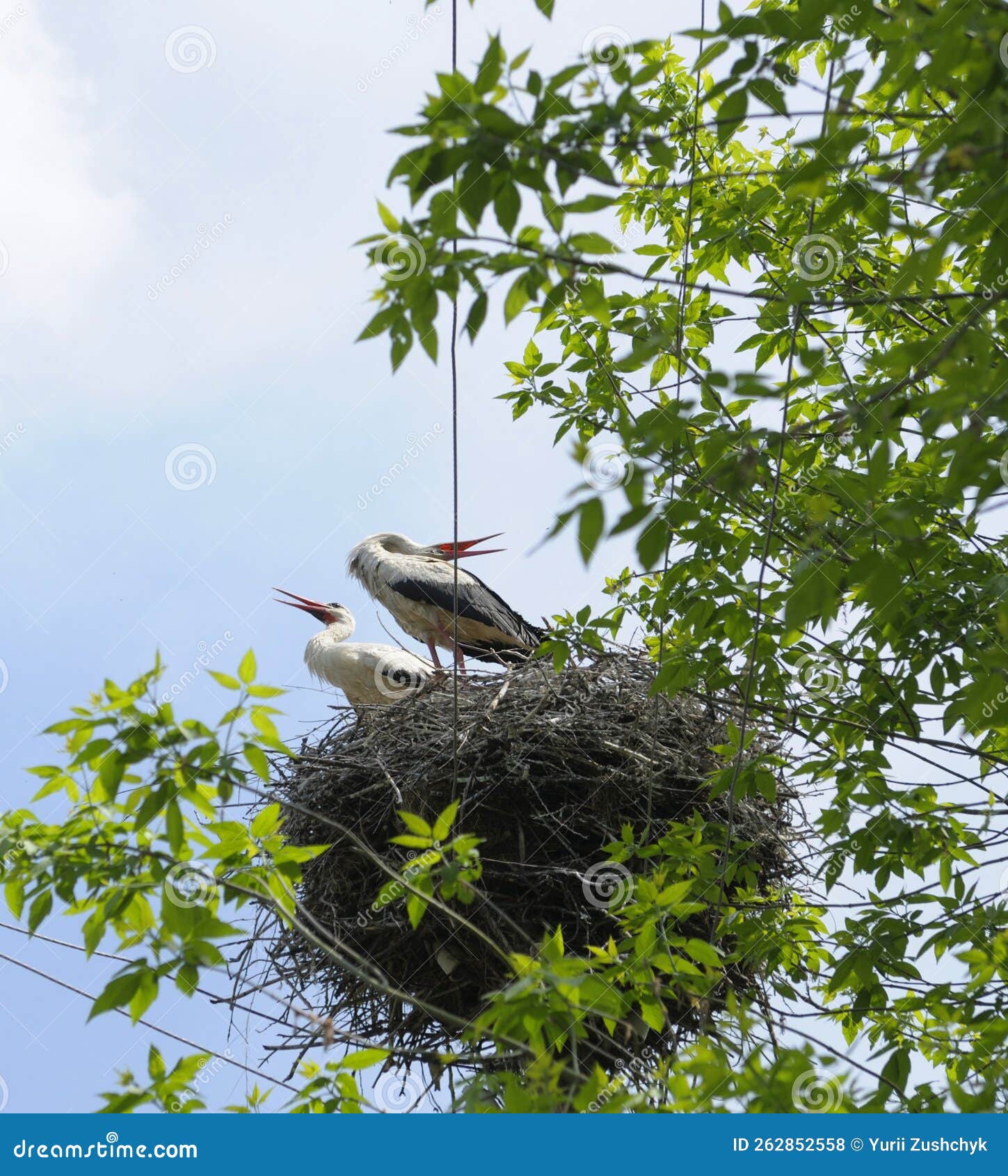 Deux Cigognes Gardant Leur Nid Photo stock - Image du emboîtement, paire: 262852558