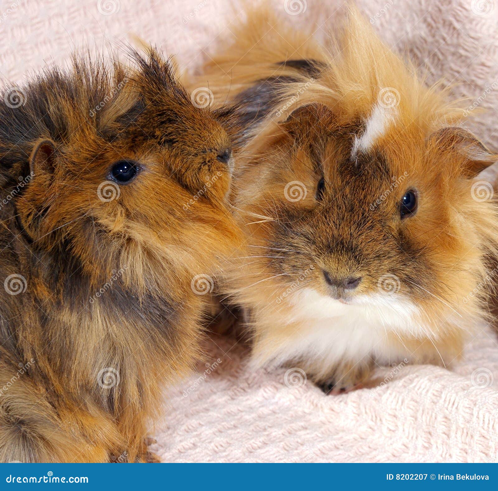 Deux cobayes. image stock. Image du beige, mammifère, multicolore - 8202207