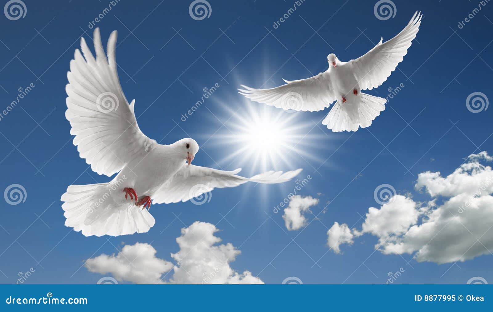 Deux colombes volantes image stock. Image du mouche, nature - 8877995