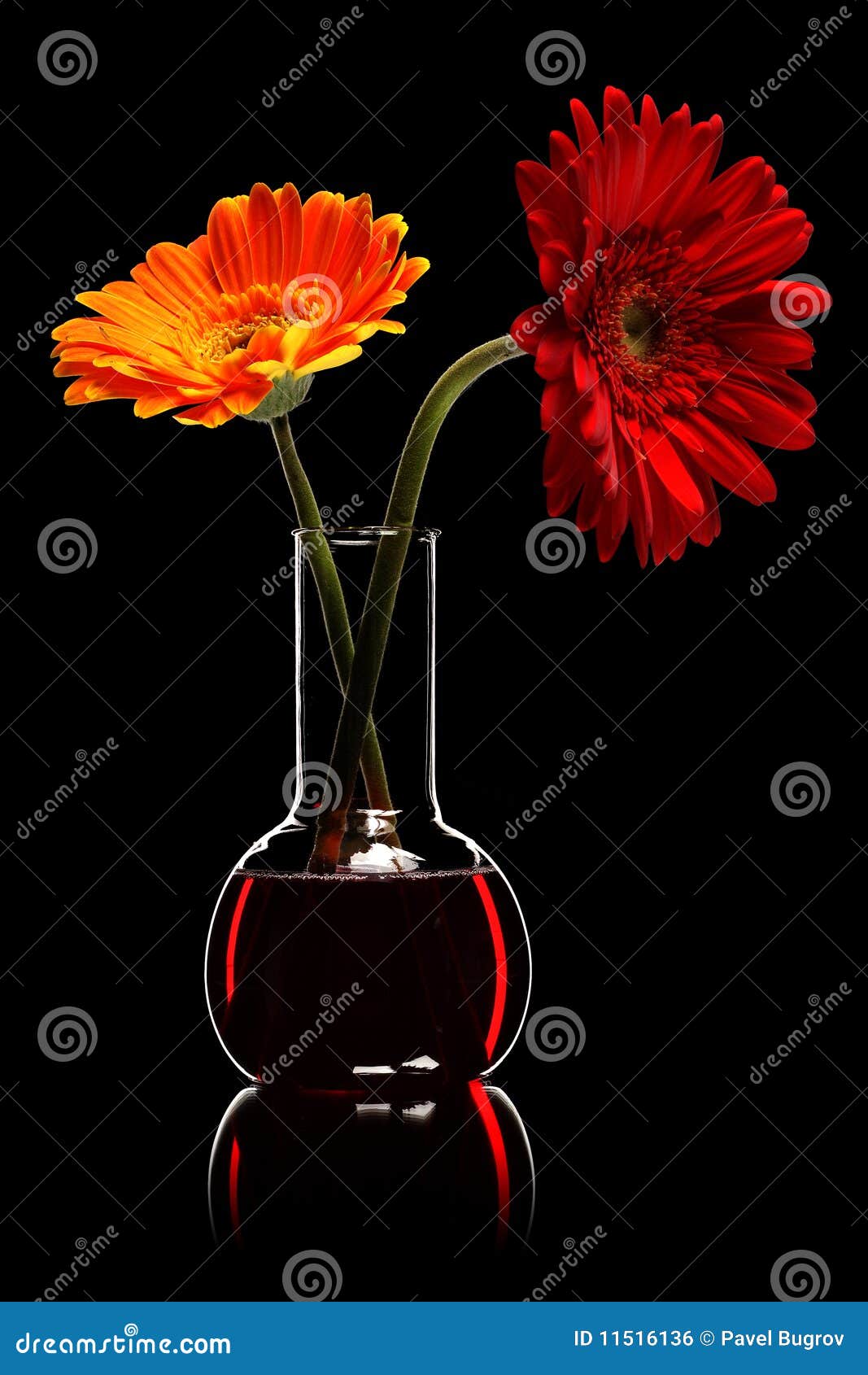 Deux fleurs photo stock. Image du fleurs, liquide, parfumerie - 11516136